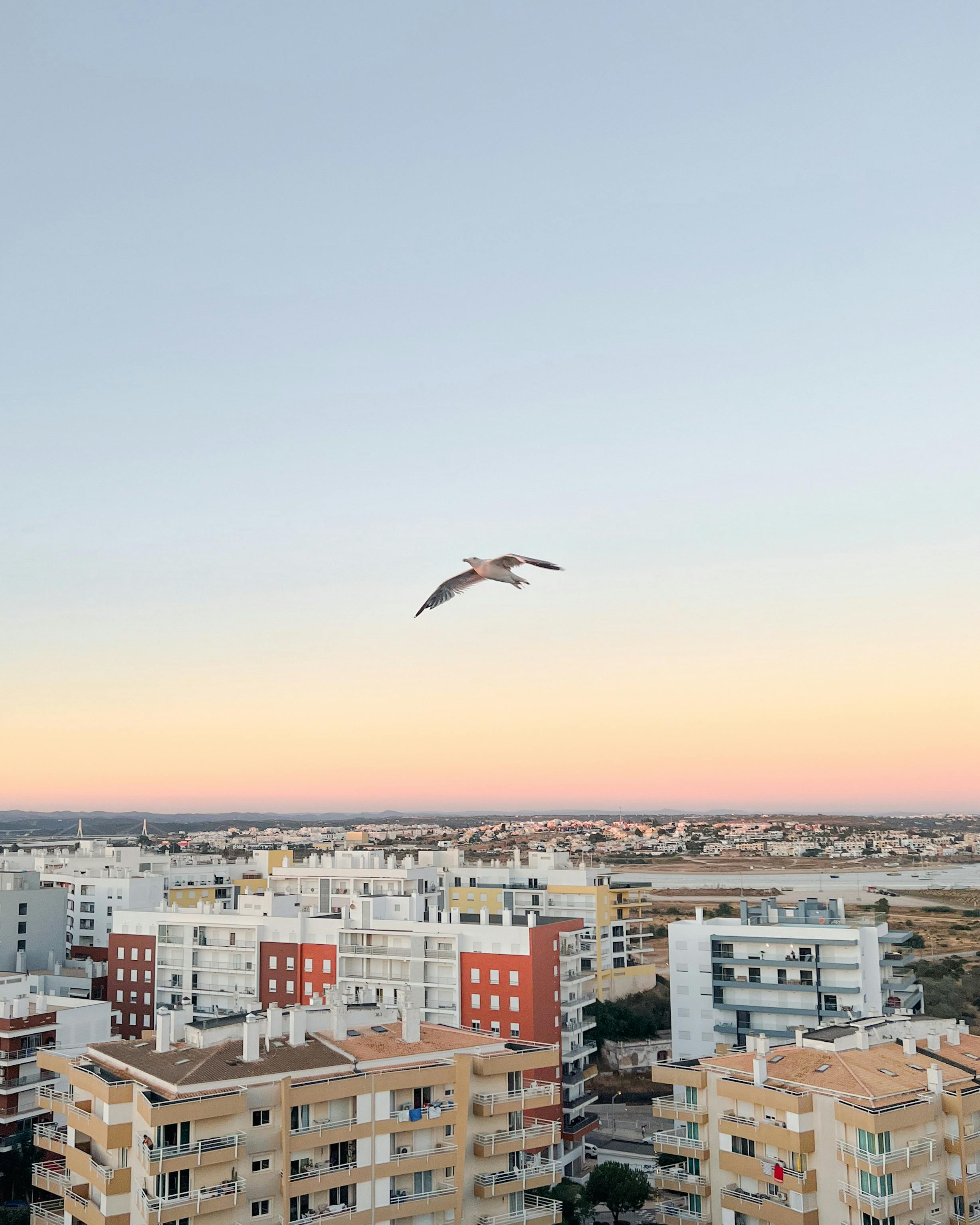 A Bird Flying over City Buildings · Free Stock Photo