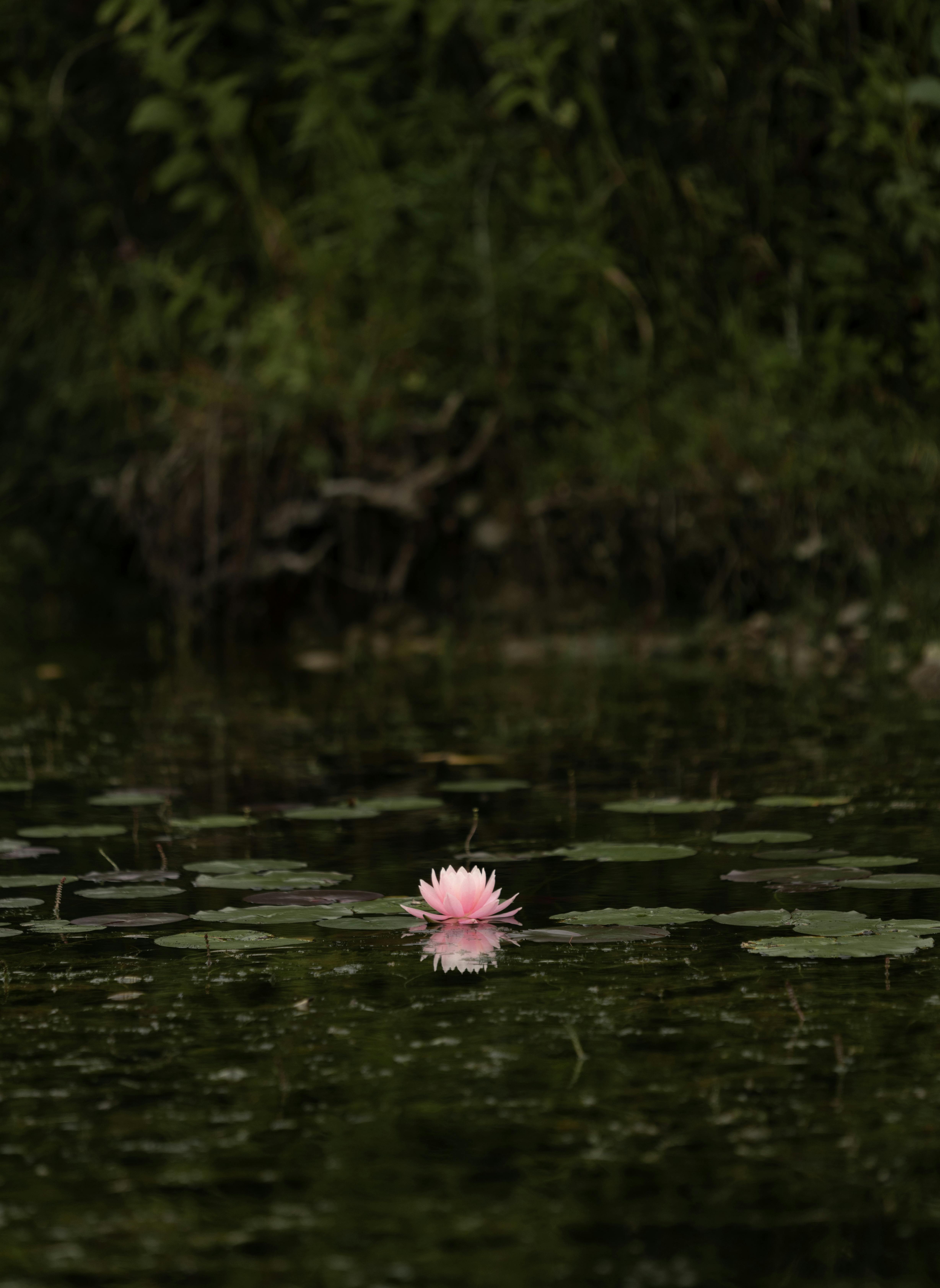 River Lily Photos, Download Free River Lily Stock Photos & HD Images