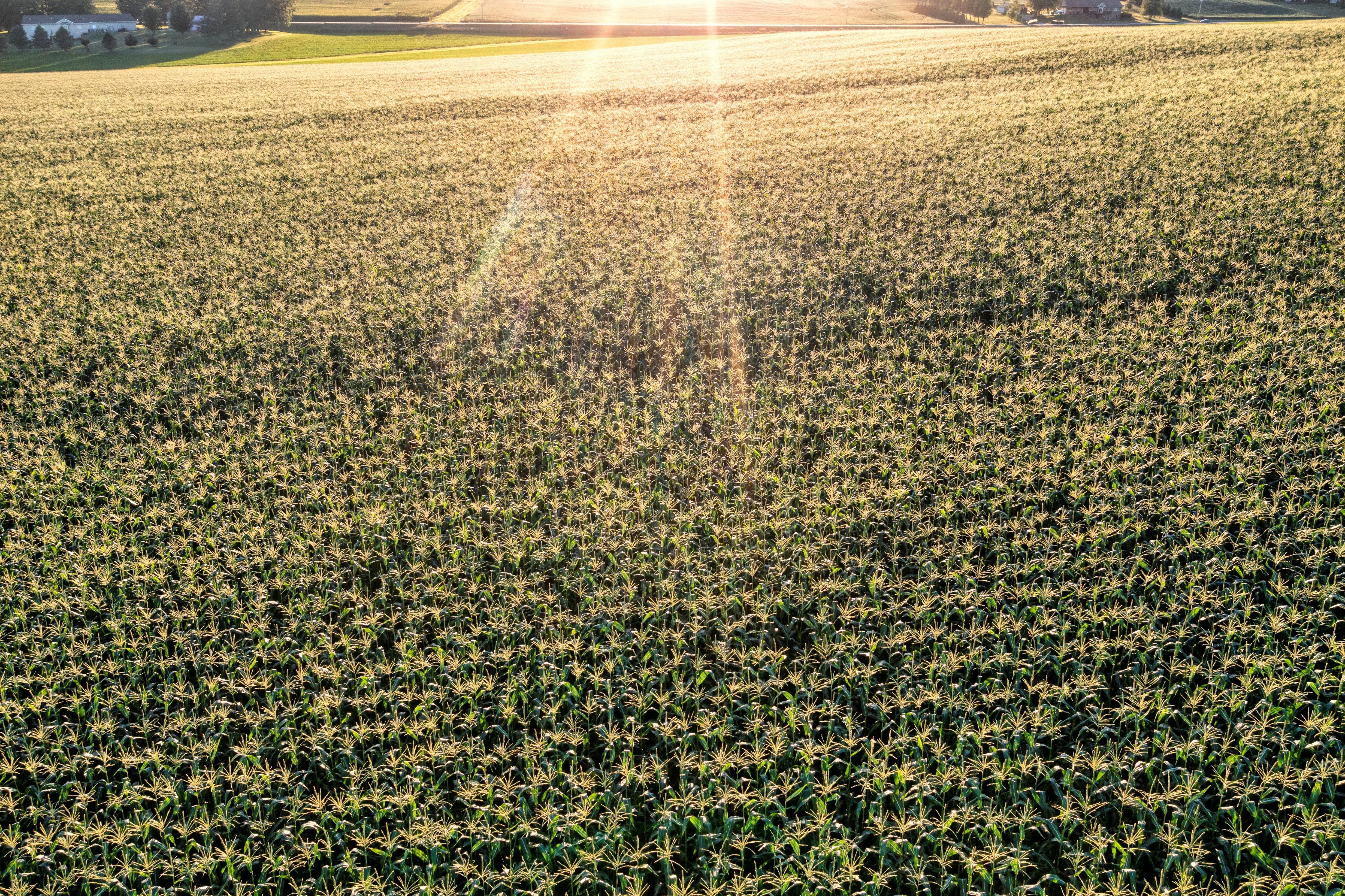 Agricultural Plantation Cropland · Free Stock Photo