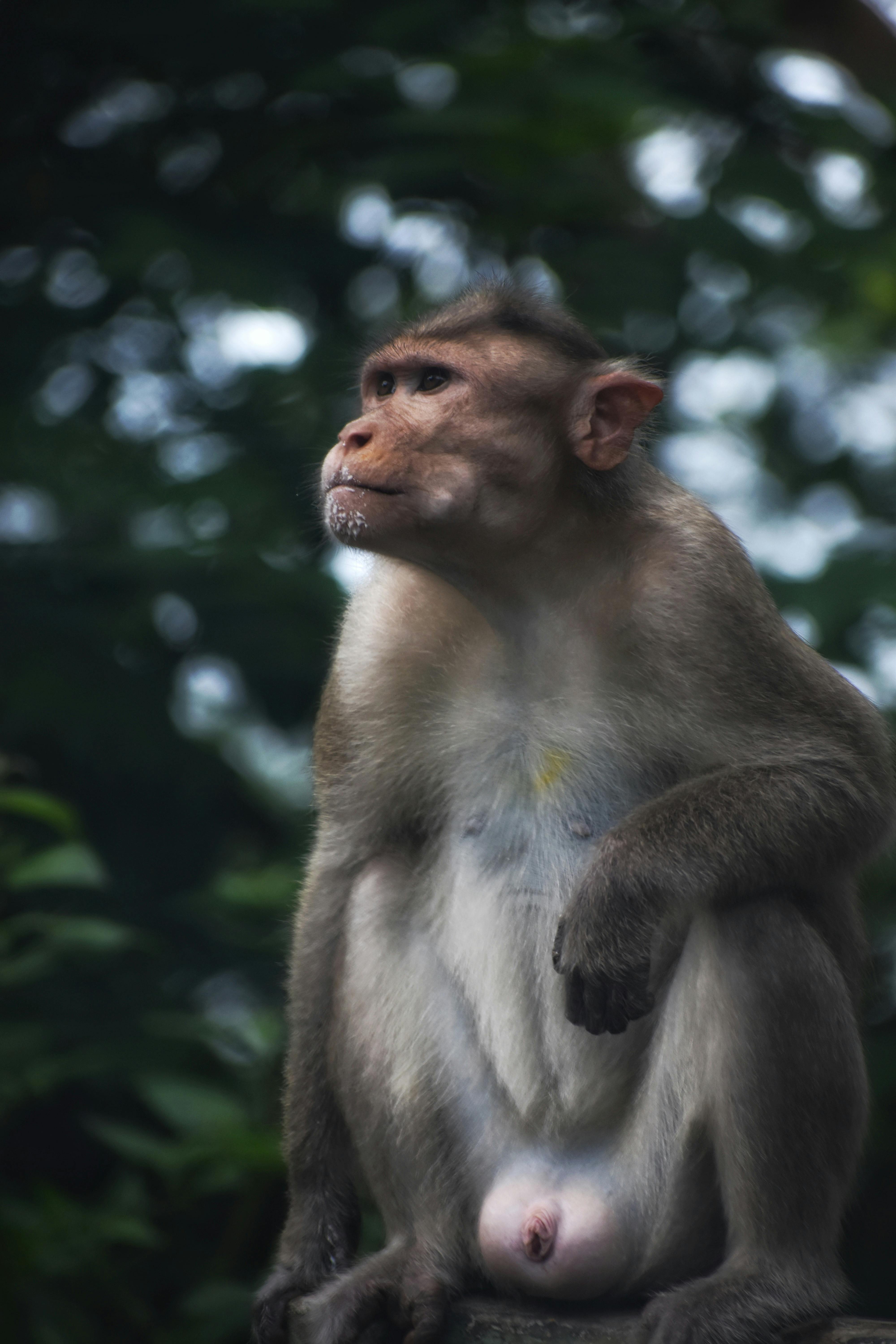 98 X 98 Monkey Photos, Download The BEST Free 98 X 98 Monkey Stock ...