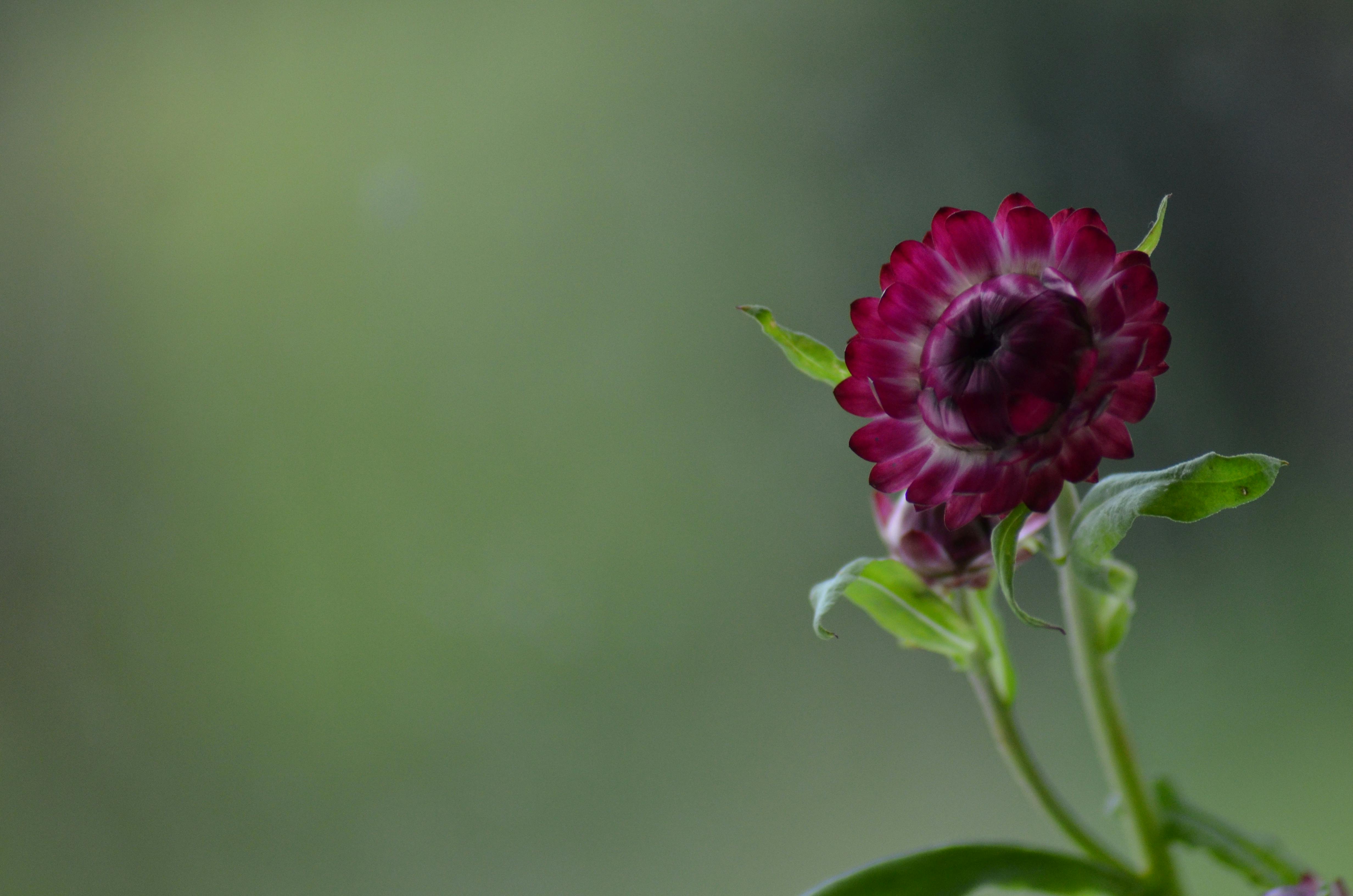 Rose Dual Colour Photos, Download Free Rose Dual Colour Stock Photos ...