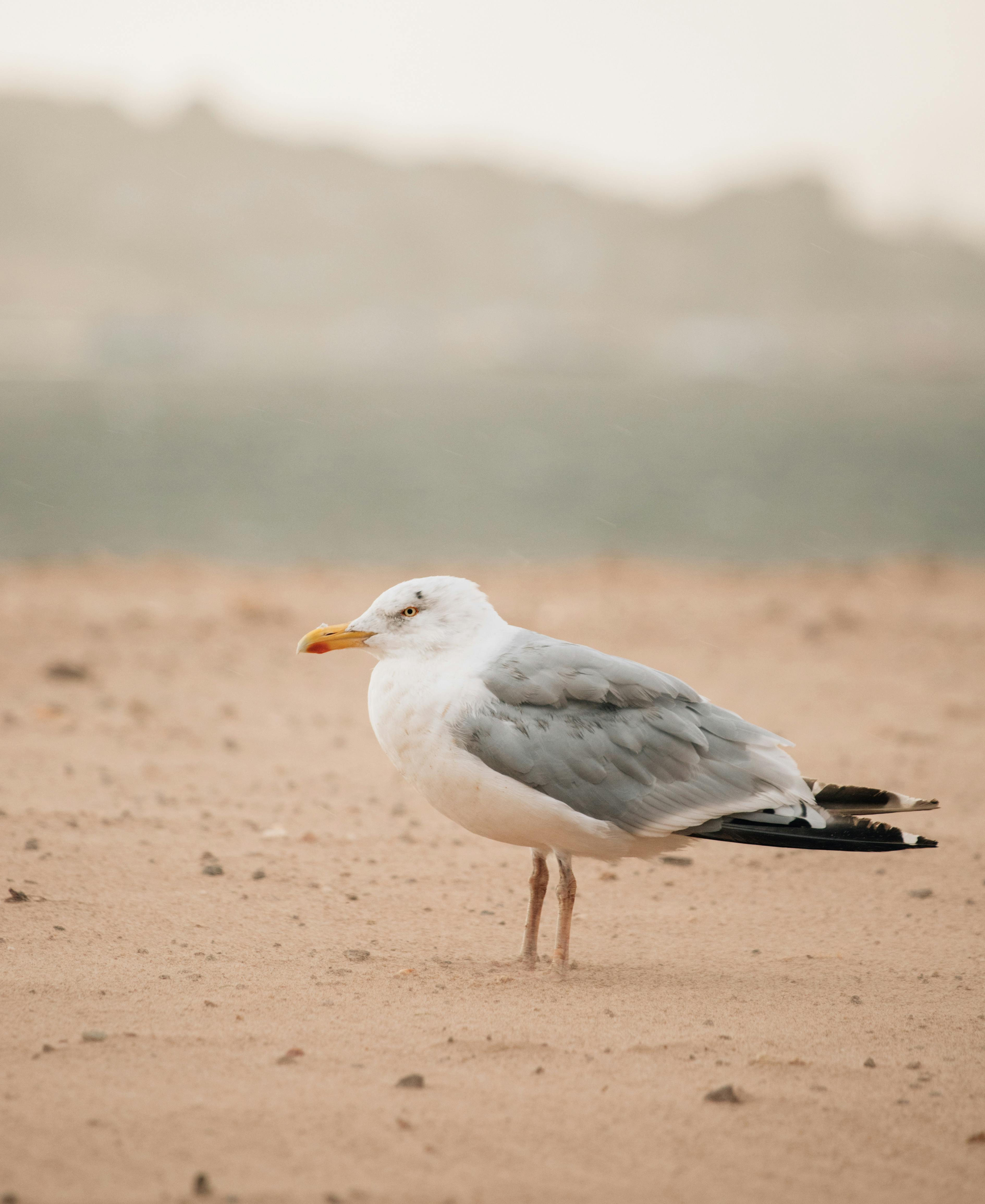 Victorian Bird Company Photos, Download The BEST Free Victorian Bird ...