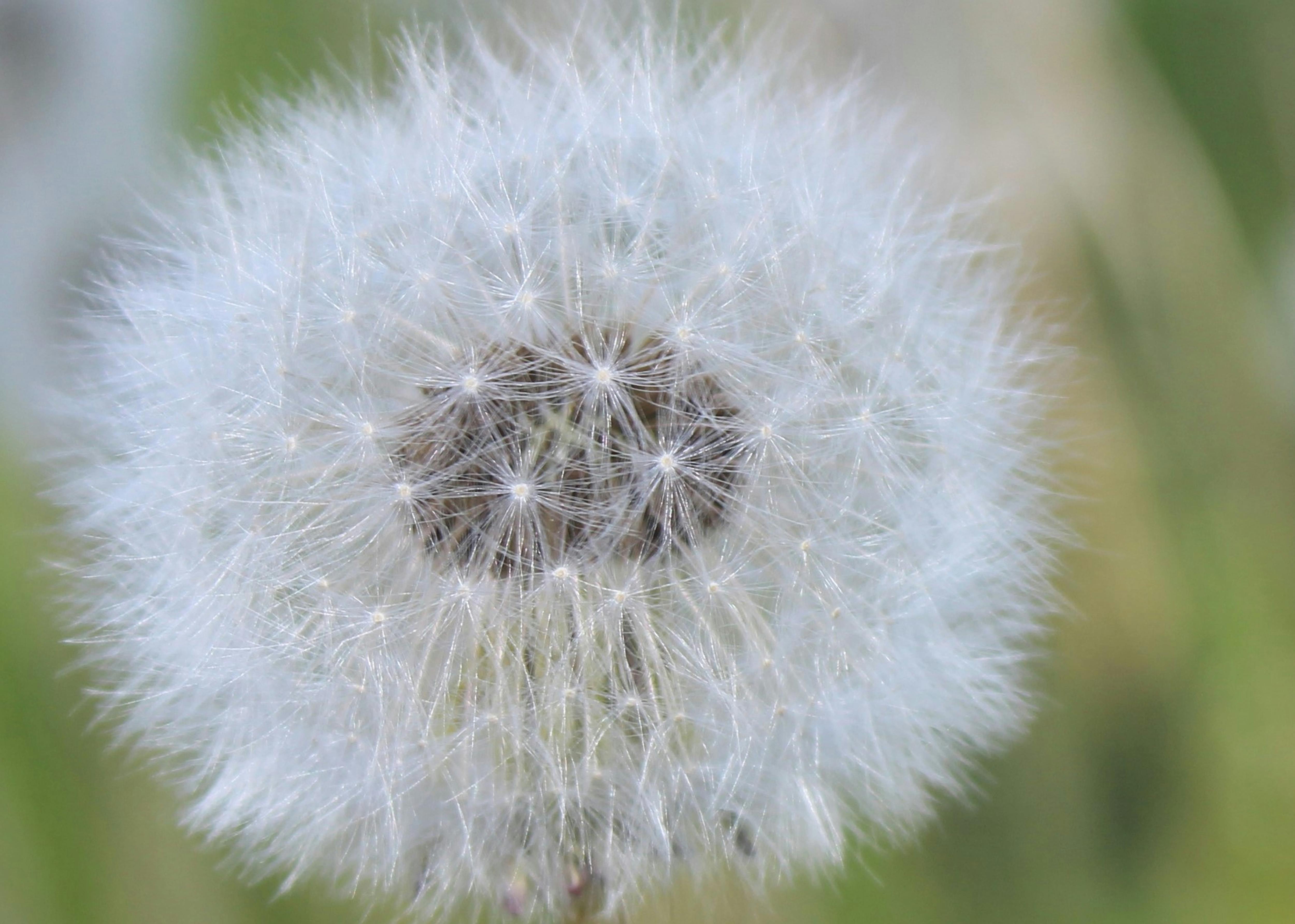 White Dandelion Flower Shallow Focus Photography · Free Stock Photo