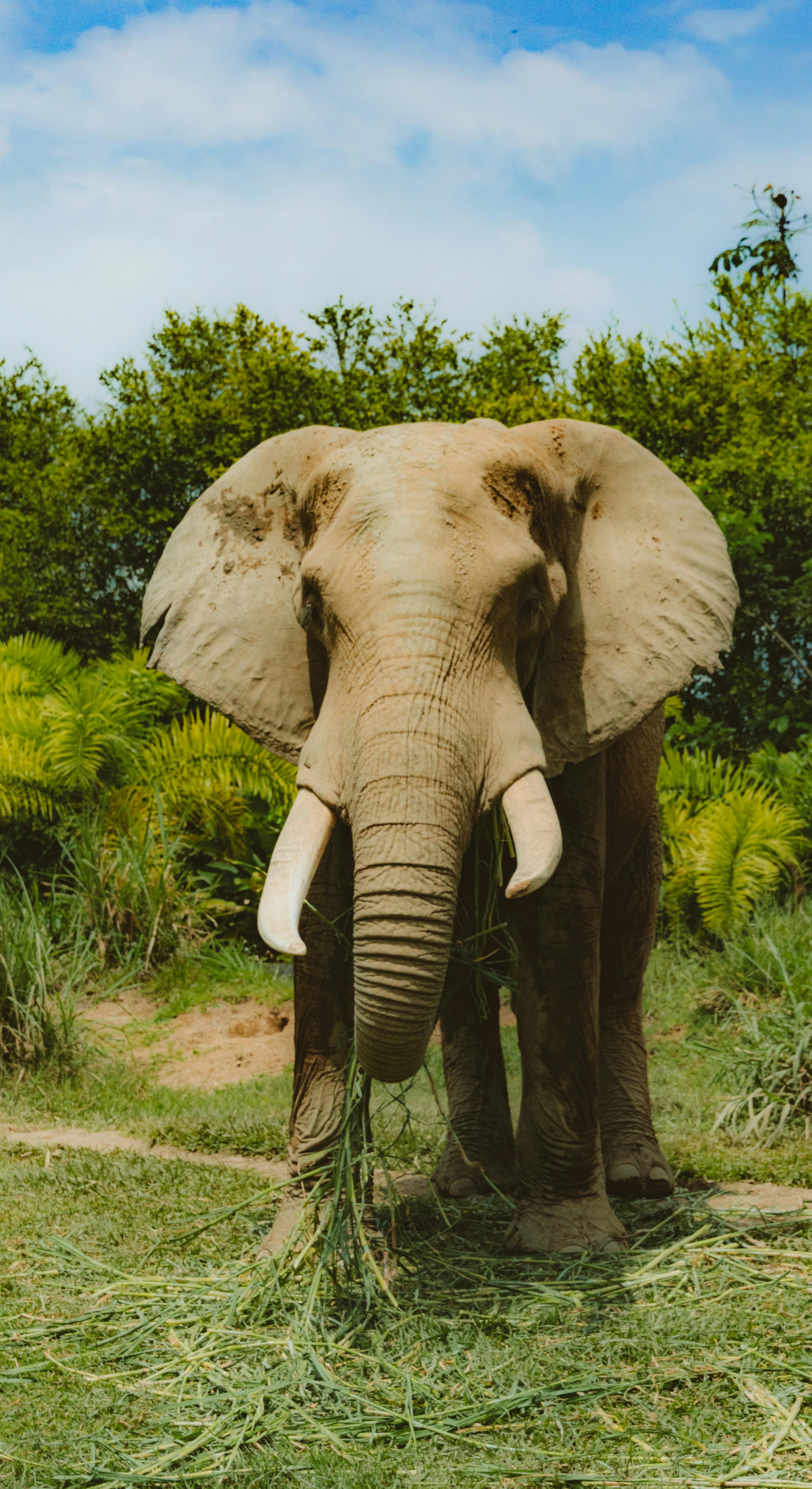 Large Elephants Near Lake · Free Stock Photo