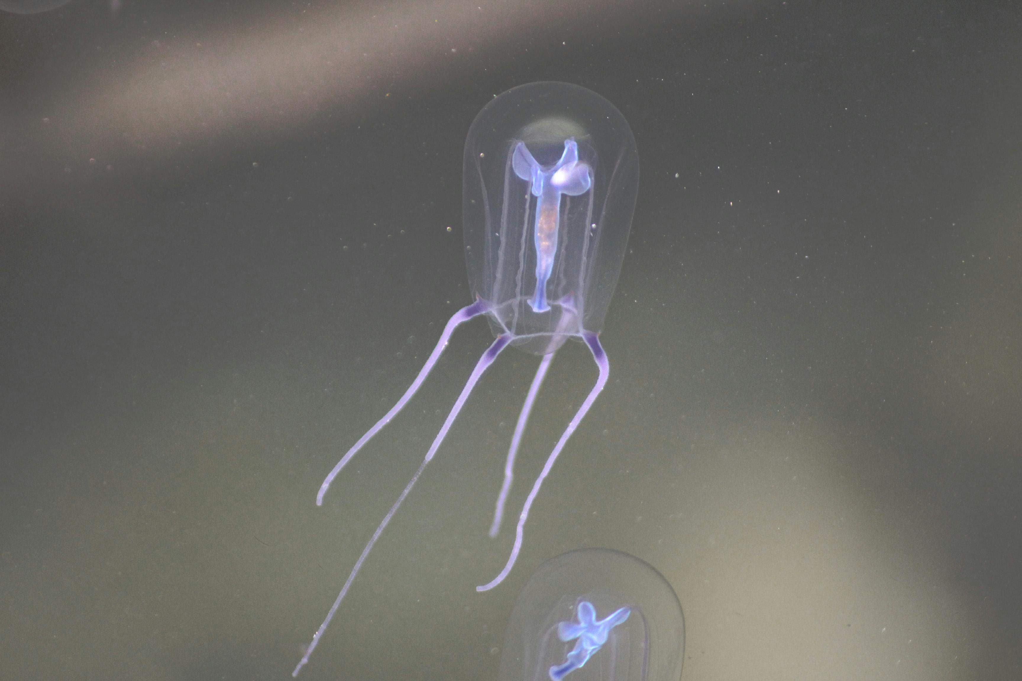 Mud Fish Photos, Download Free Mud Fish Stock Photos & HD Images