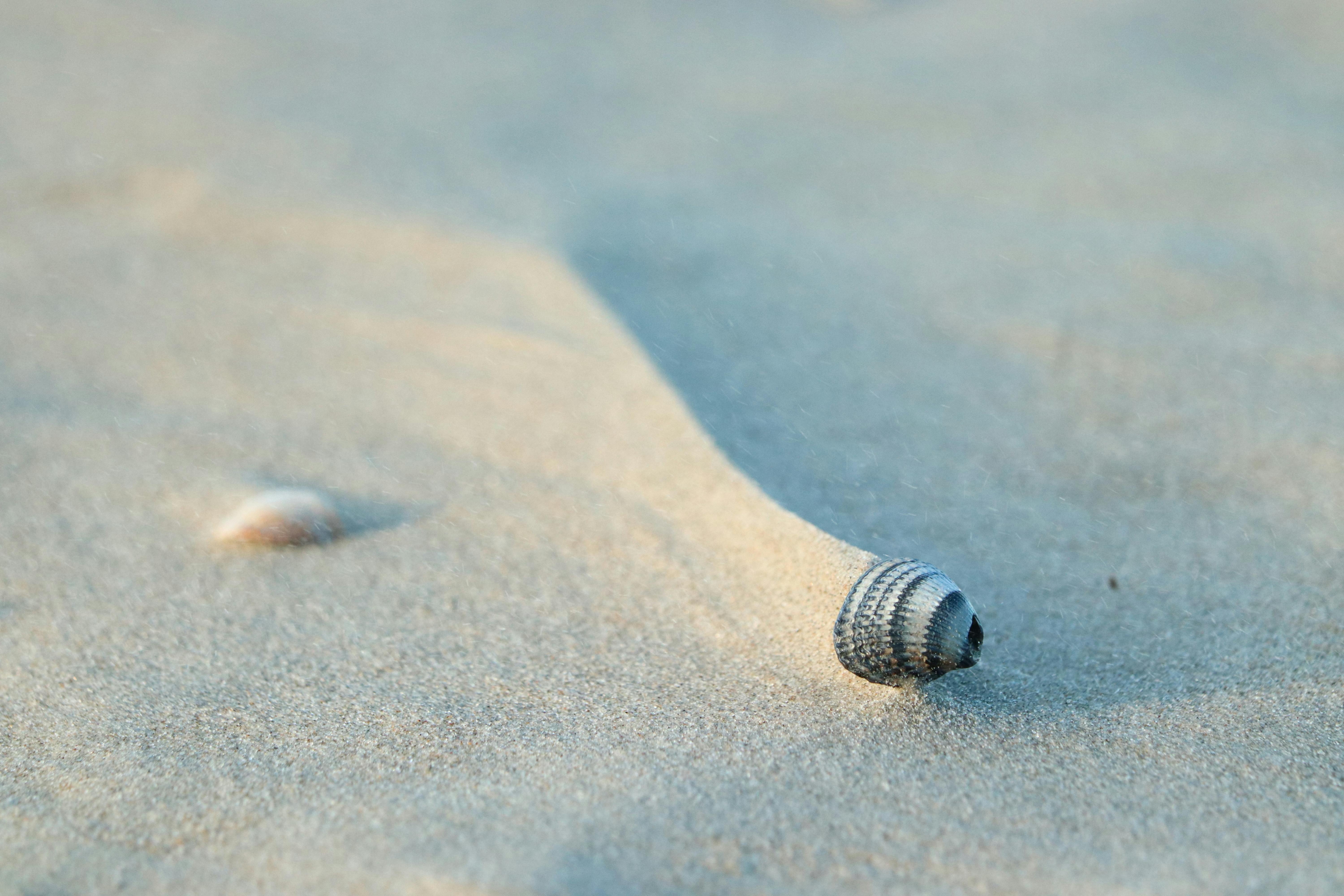 Seashell i the Beach Sand · Free Stock Photo