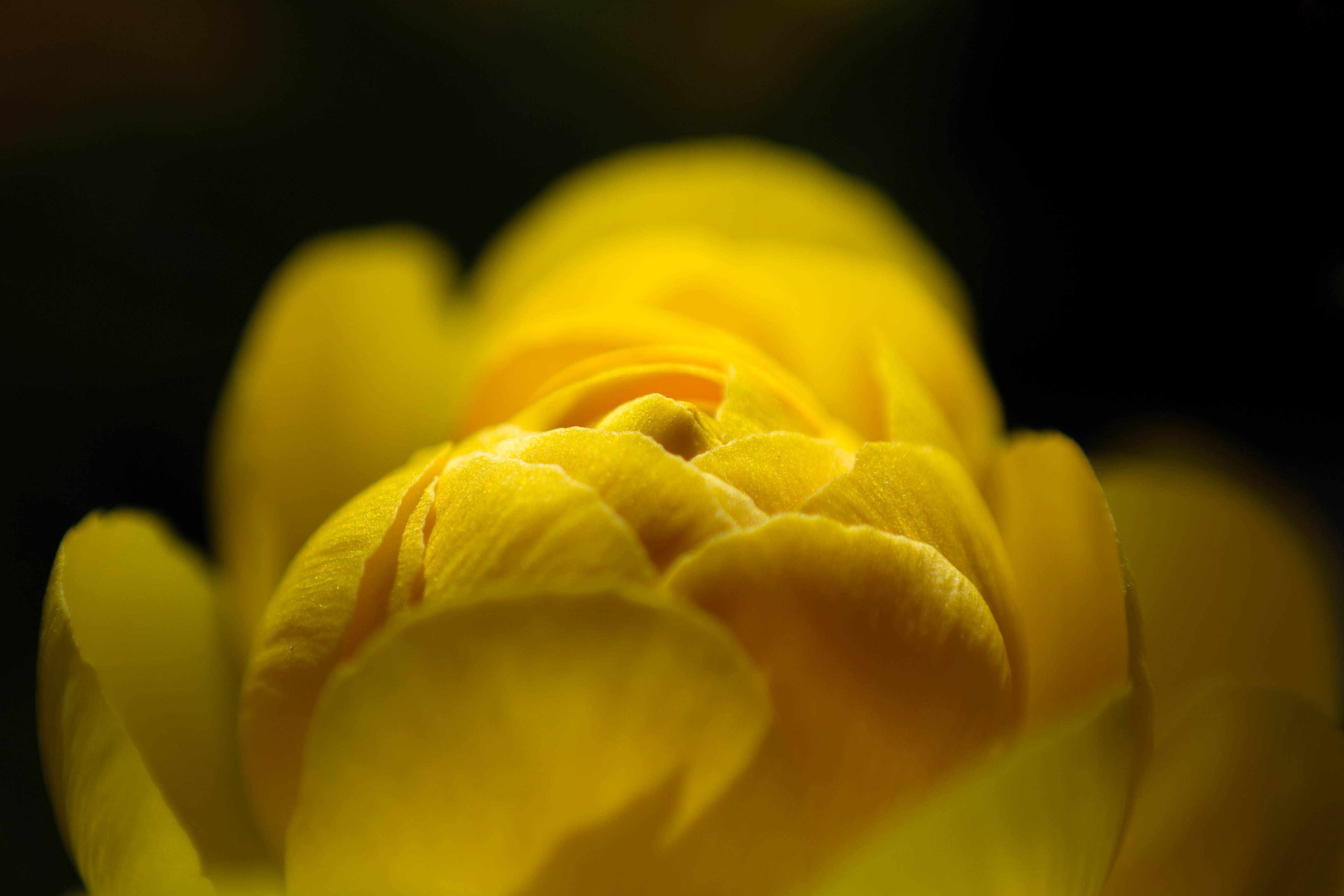 Yellow Flower in Close Up Photography · Free Stock Photo