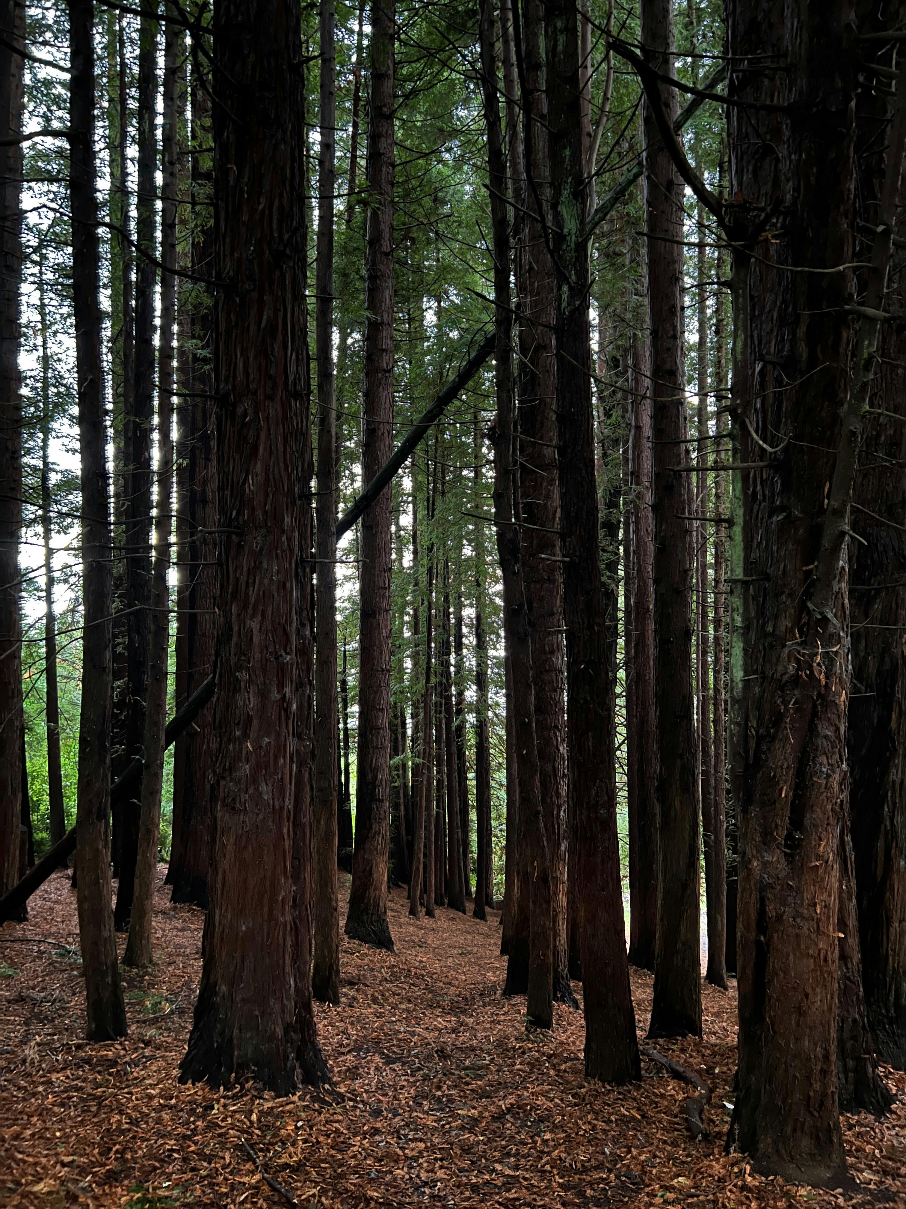 Tree Log · Free Stock Photo