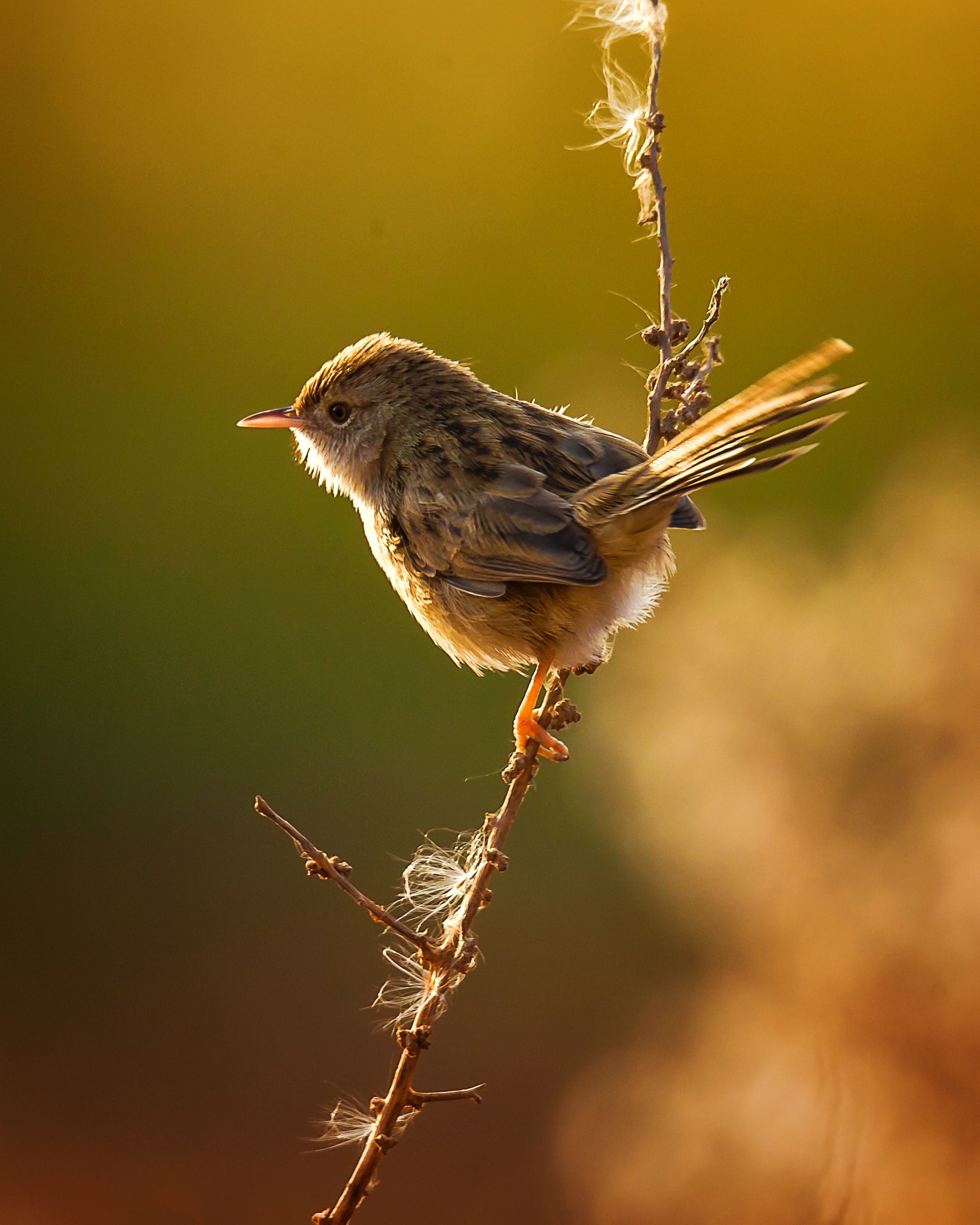 Macao Bird Photos, Download Free Macao Bird Stock Photos & HD Images