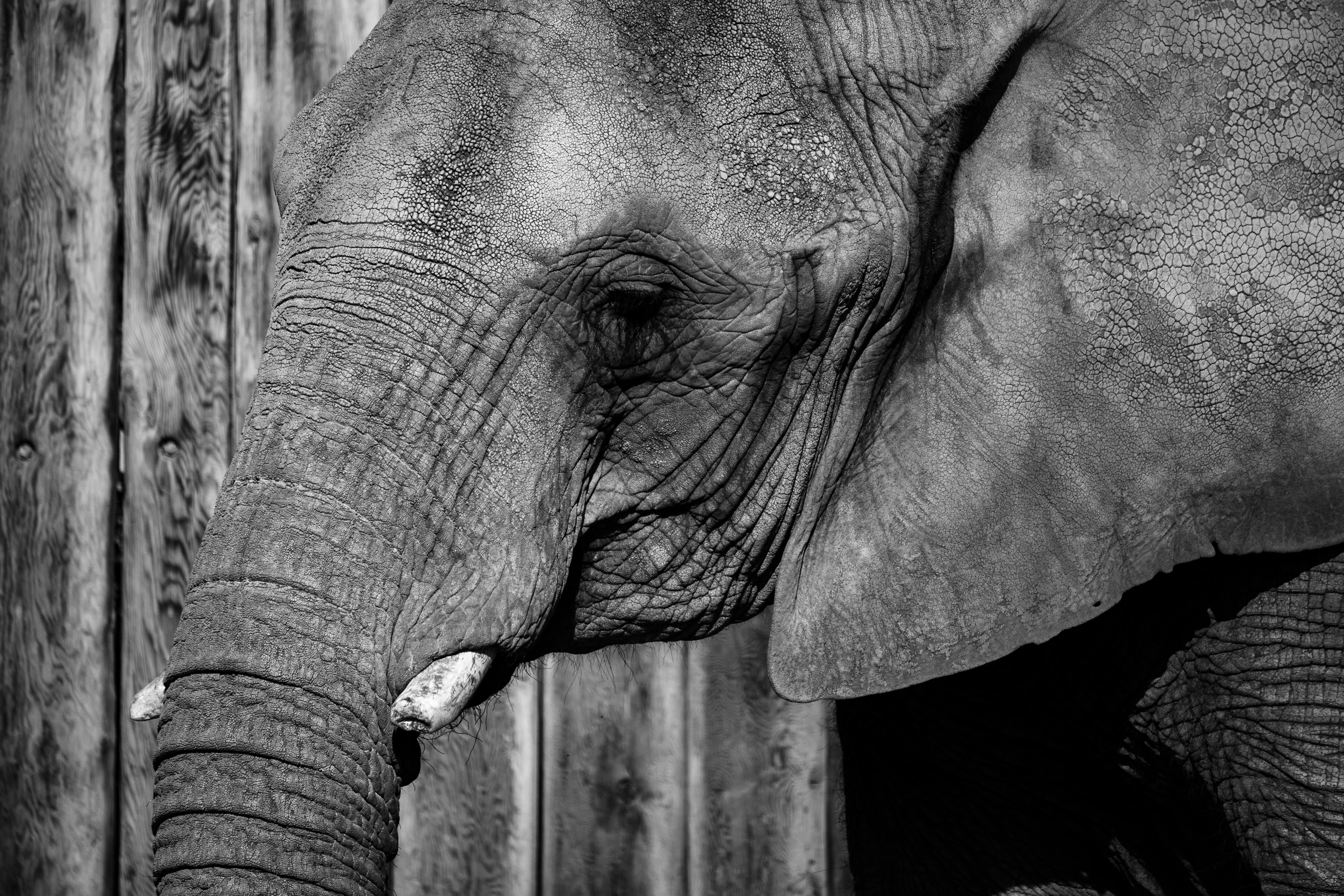 Grayscale Photography of an Elephant · Free Stock Photo