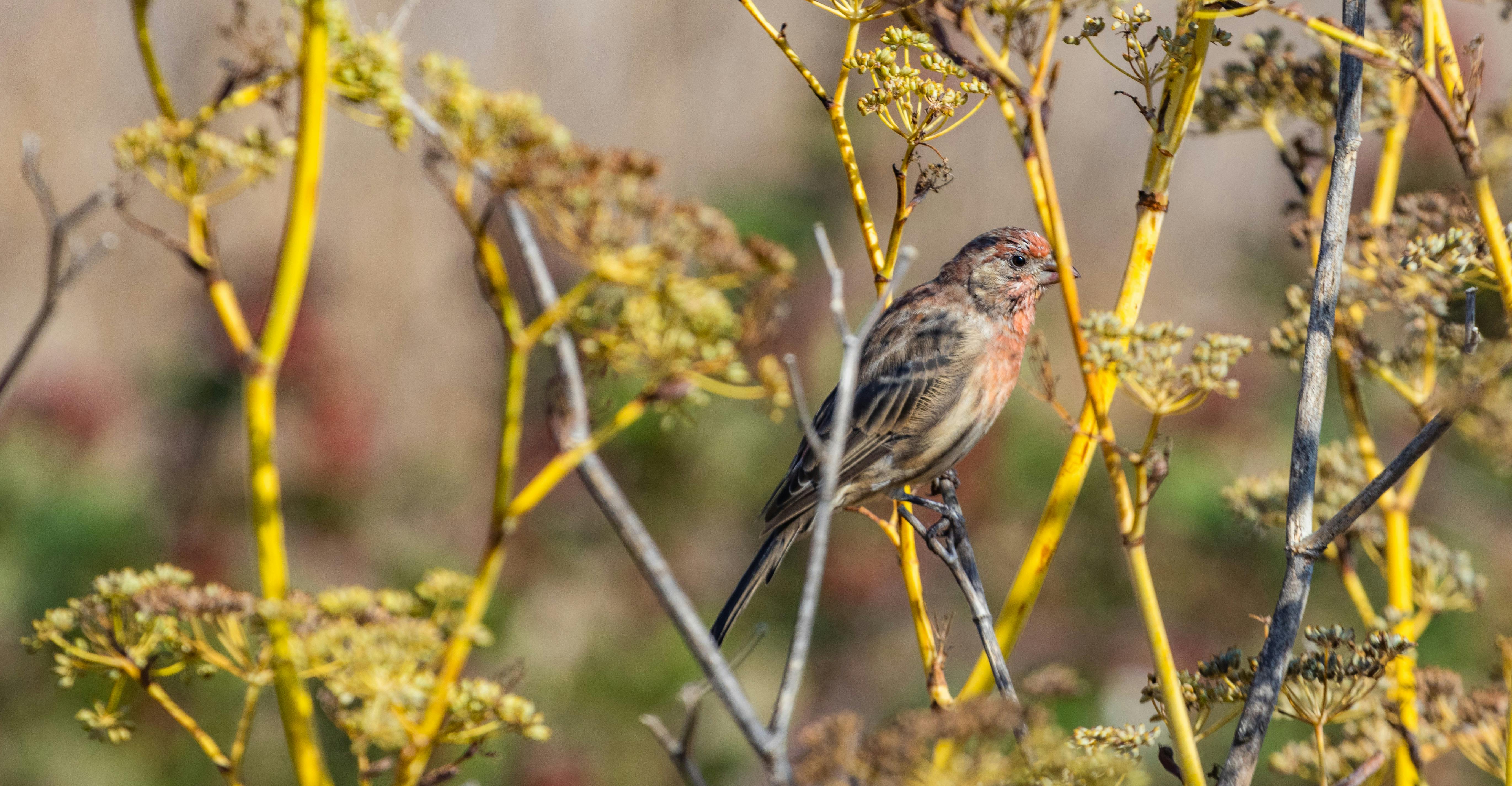 Bird Perched · Free Stock Photo