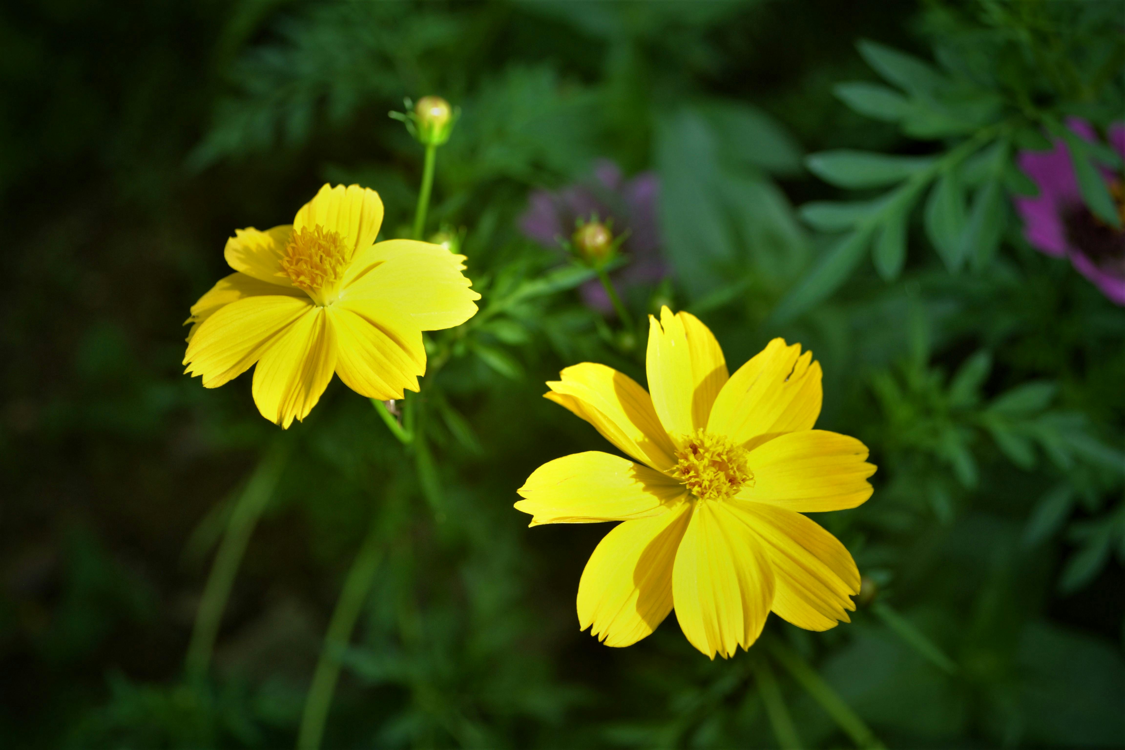 Navindu Shavinda - 사진