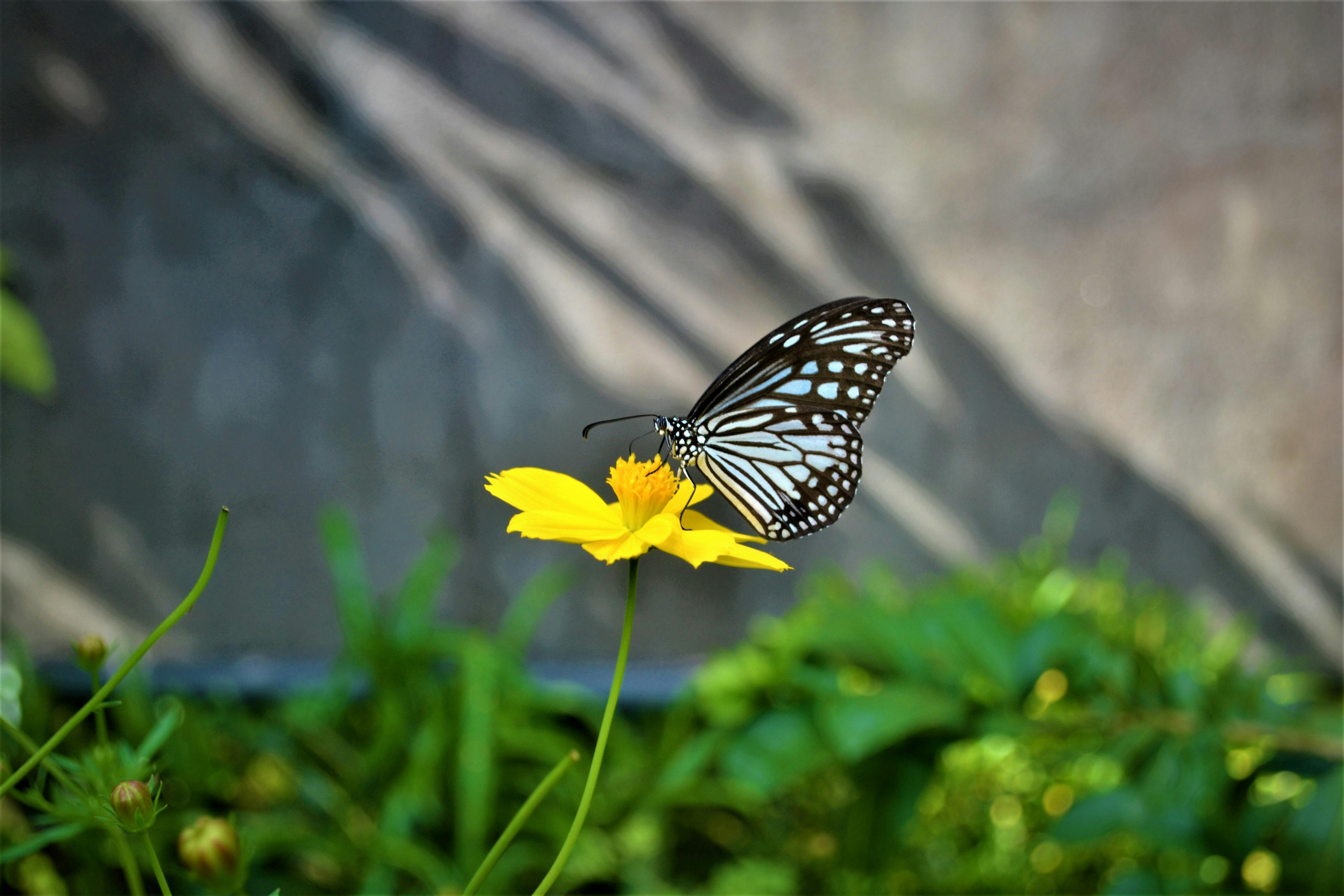 Navindu Shavinda - 사진