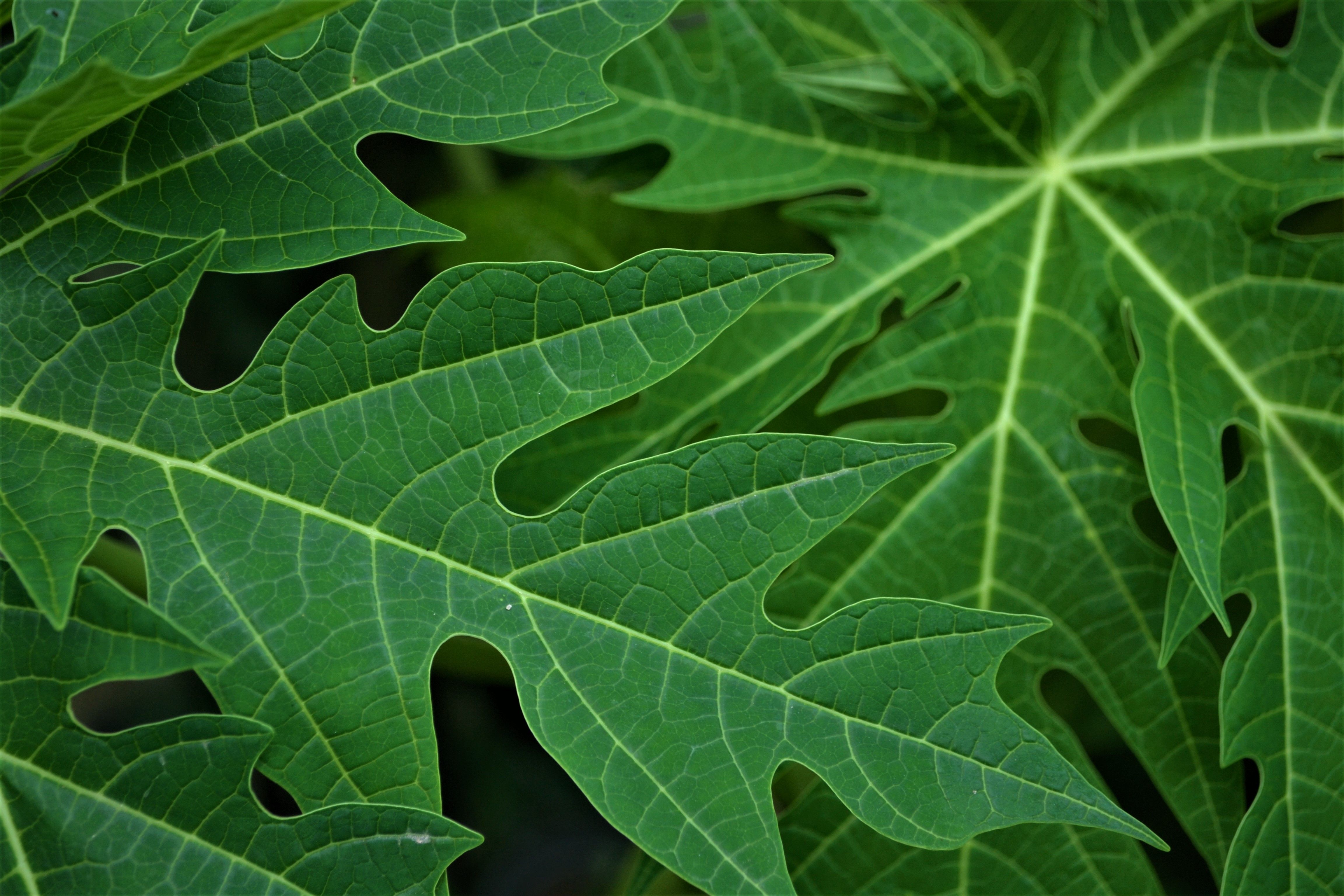 Papaya Leaves Photos, Download The BEST Free Papaya Leaves Stock Photos ...
