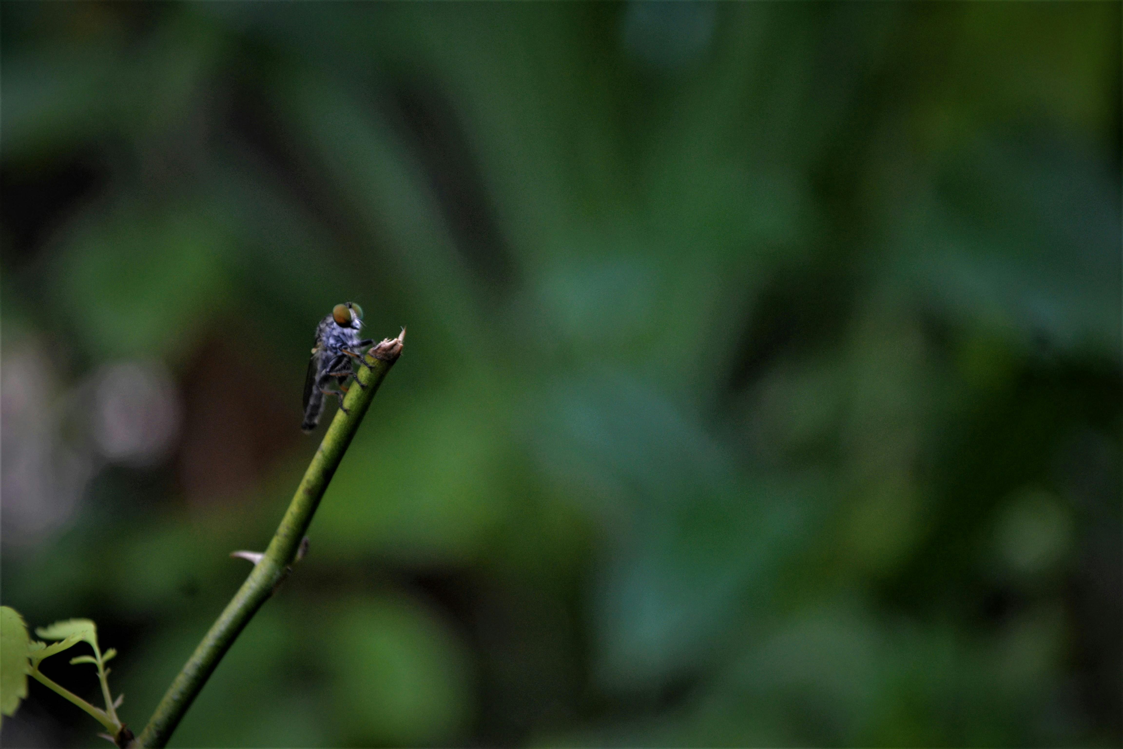 Navindu Shavinda - 사진