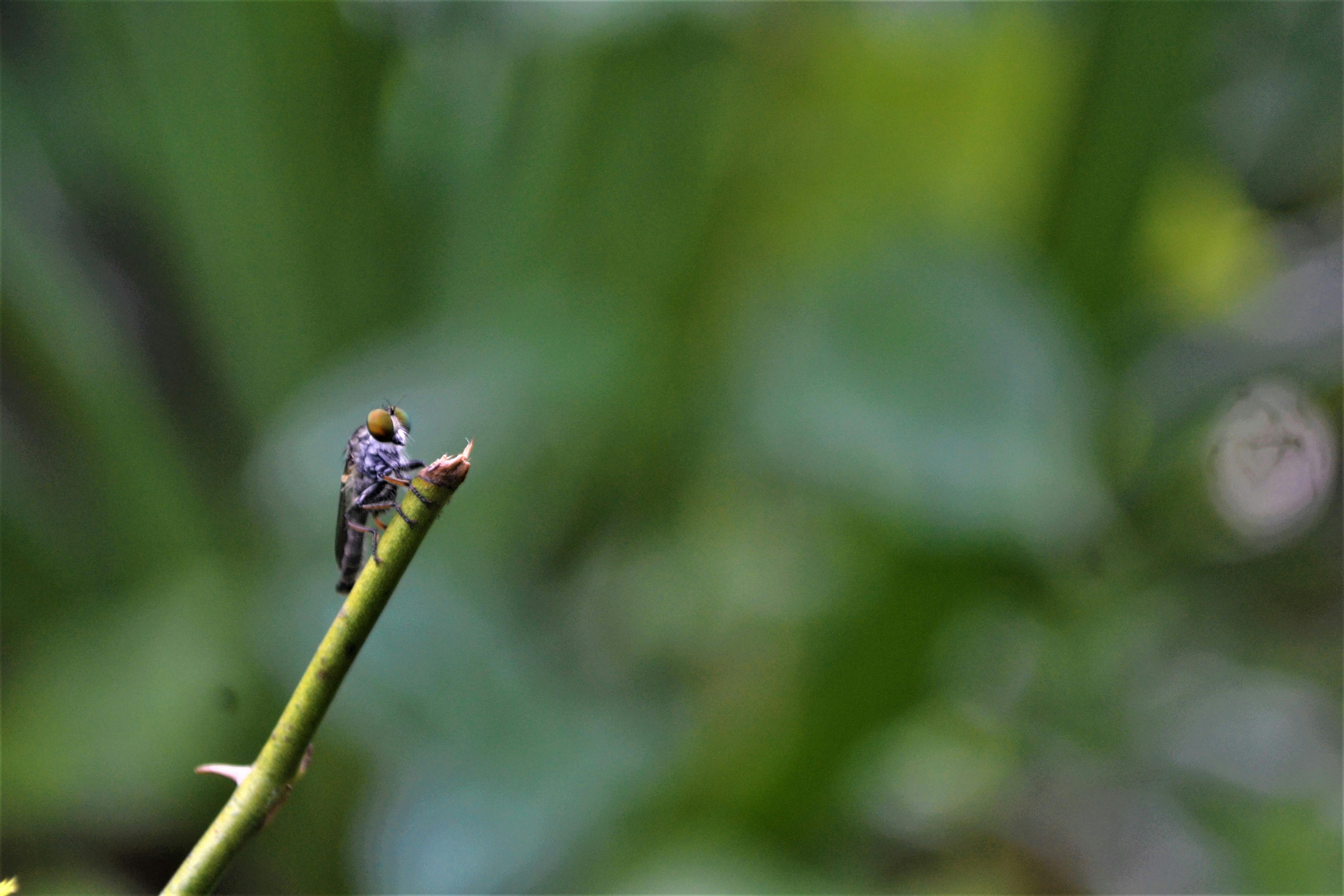 Navindu Shavinda - 사진