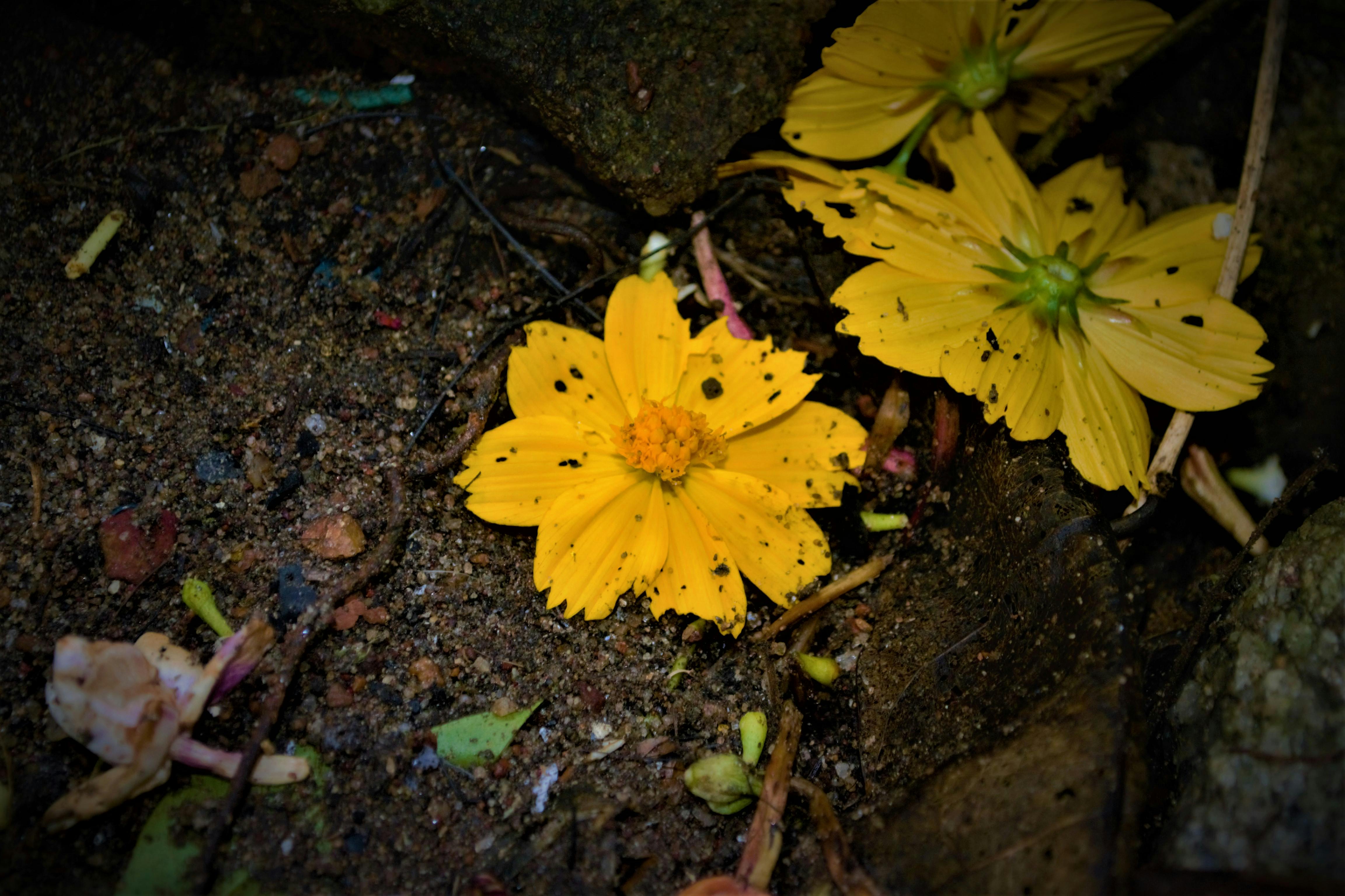 Navindu Shavinda - 사진