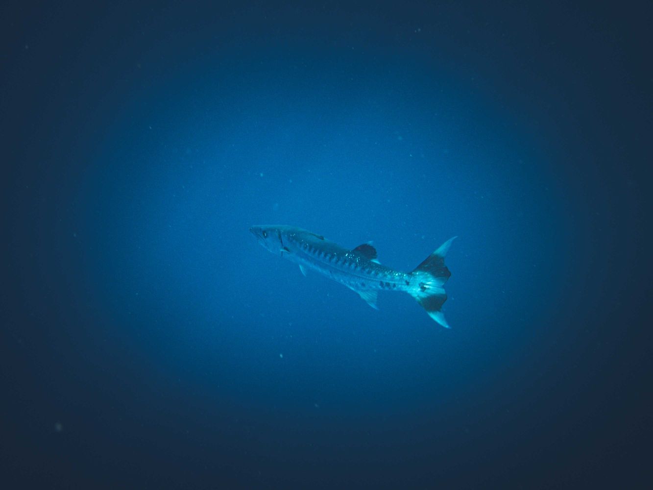 Le 3000+ migliori foto di Barracuda · Download gratuito al 100% · Foto ...
