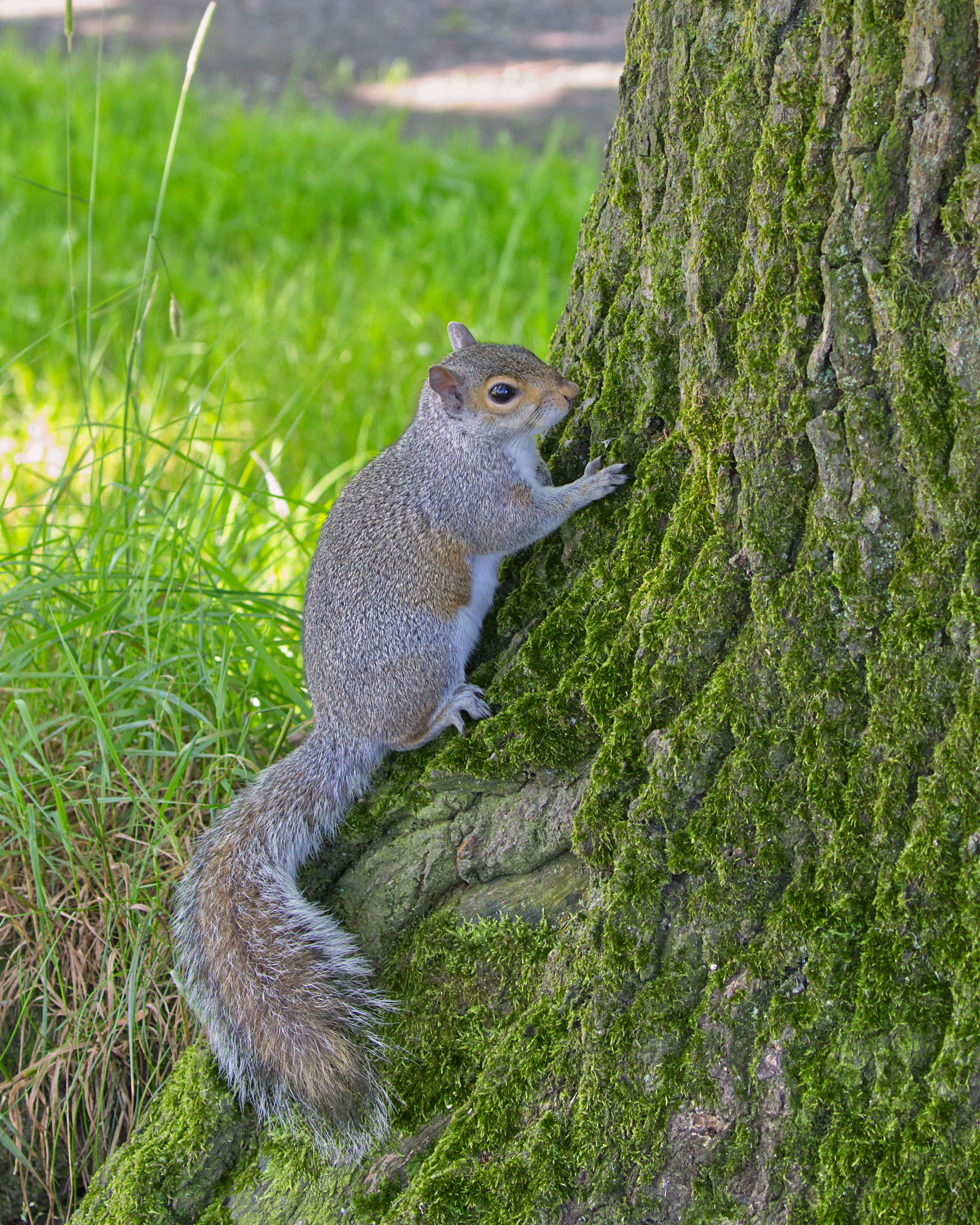 Gray Squirrel on Tree Trunk · Free Stock Photo