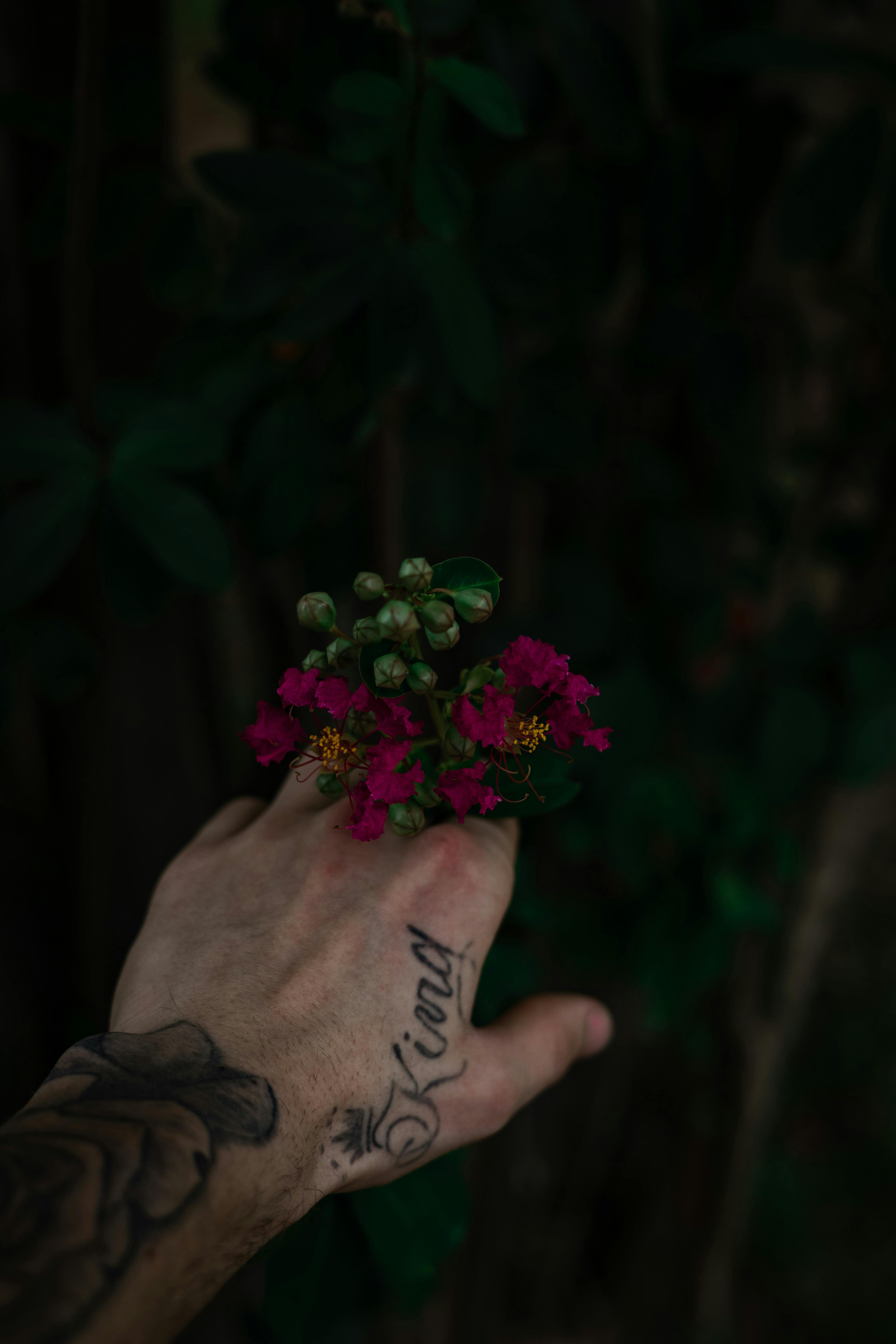 Texas Flora Photos, Download The BEST Free Texas Flora Stock Photos ...