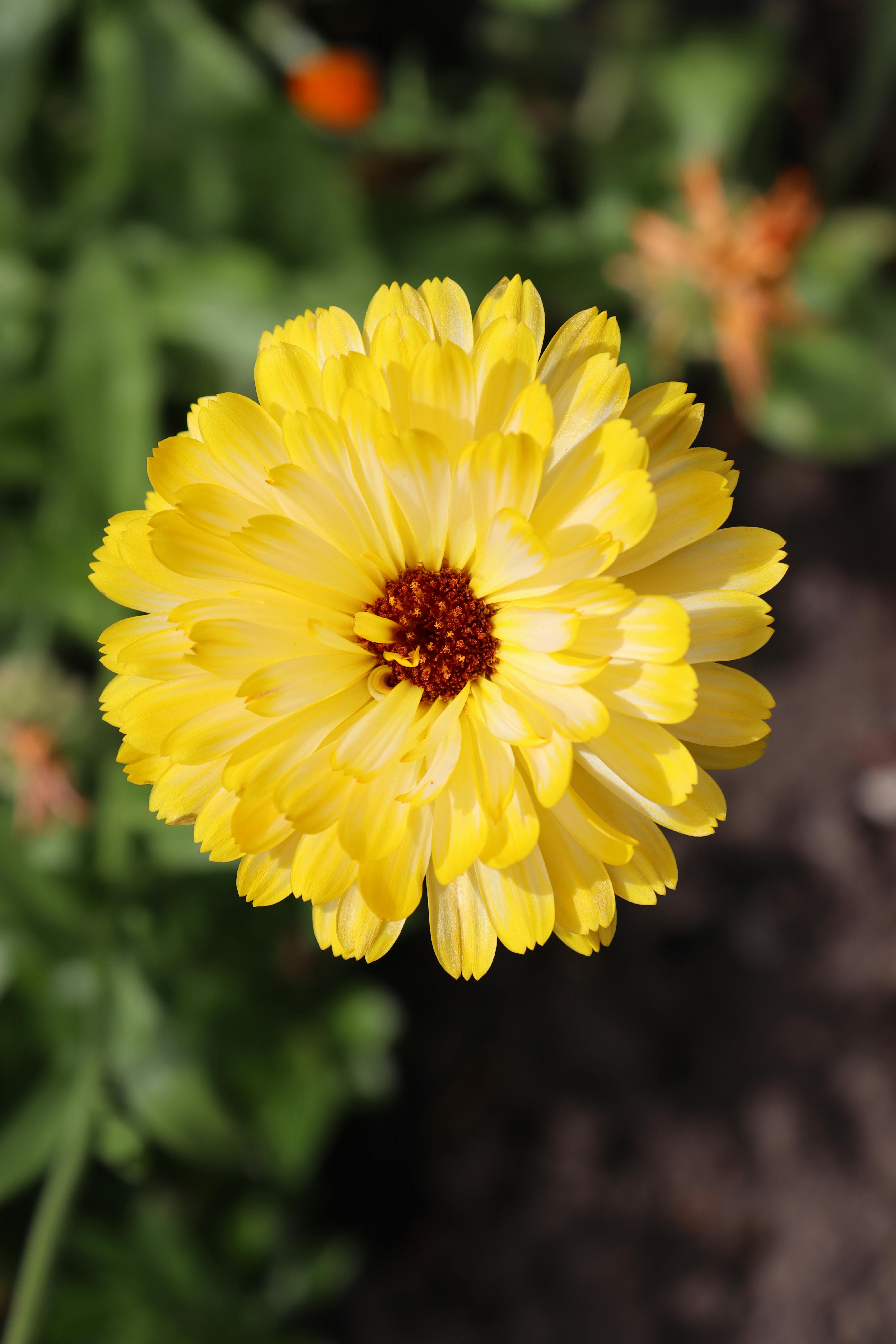 Rain Drops on Yellow Calendula Flowers Head · Free Stock Photo