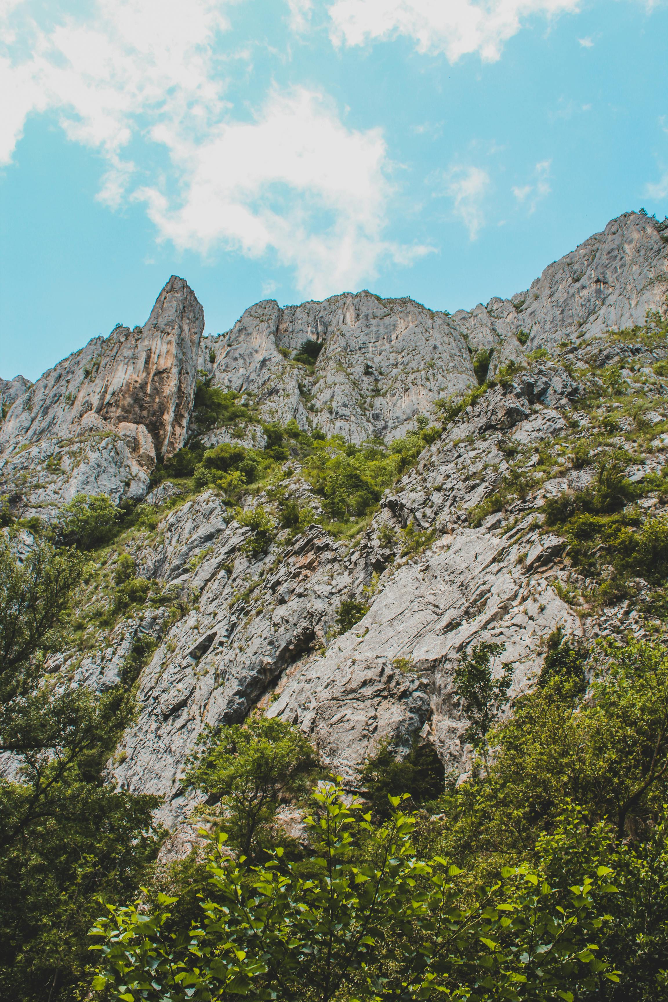 Big Tree High Resolution Photos, Download The BEST Free Big Tree High ...