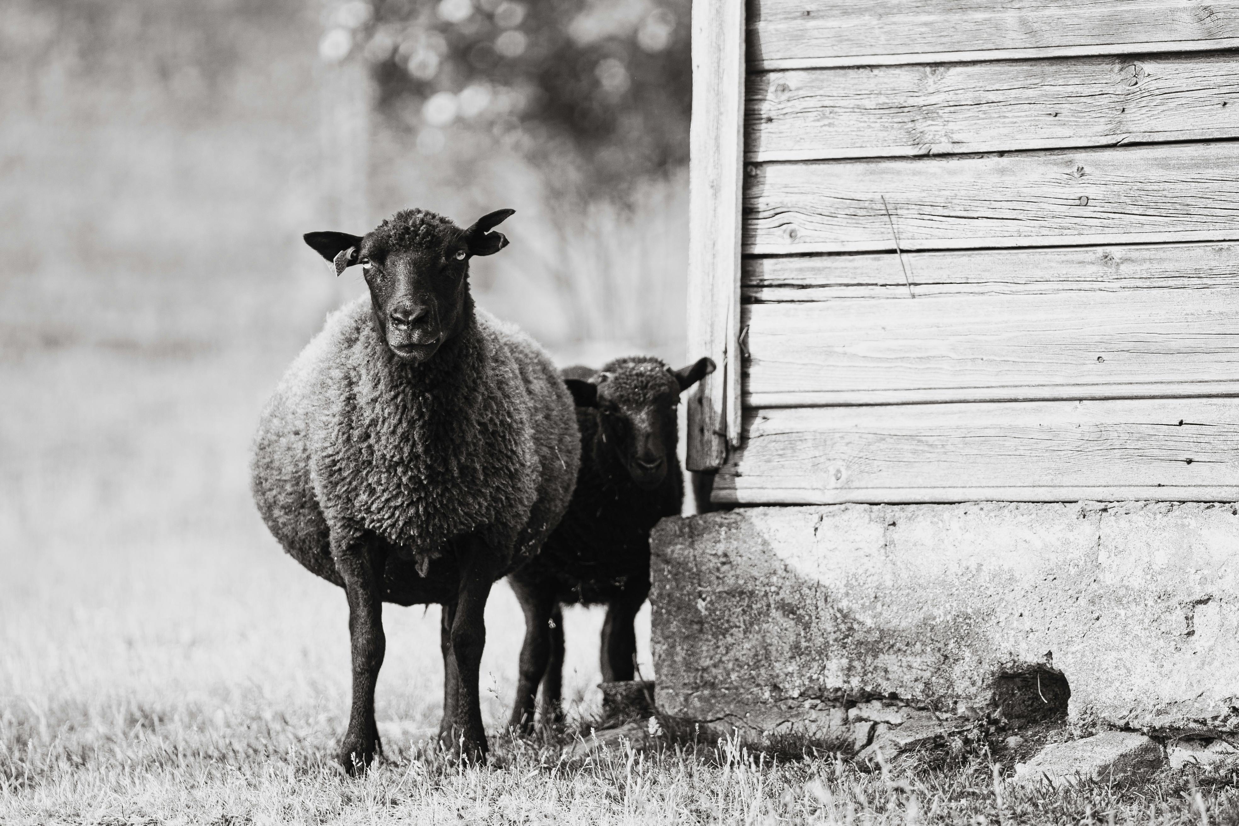 Farm and Ranch Insurance Explained: What Does It Cover? | Tigner ...