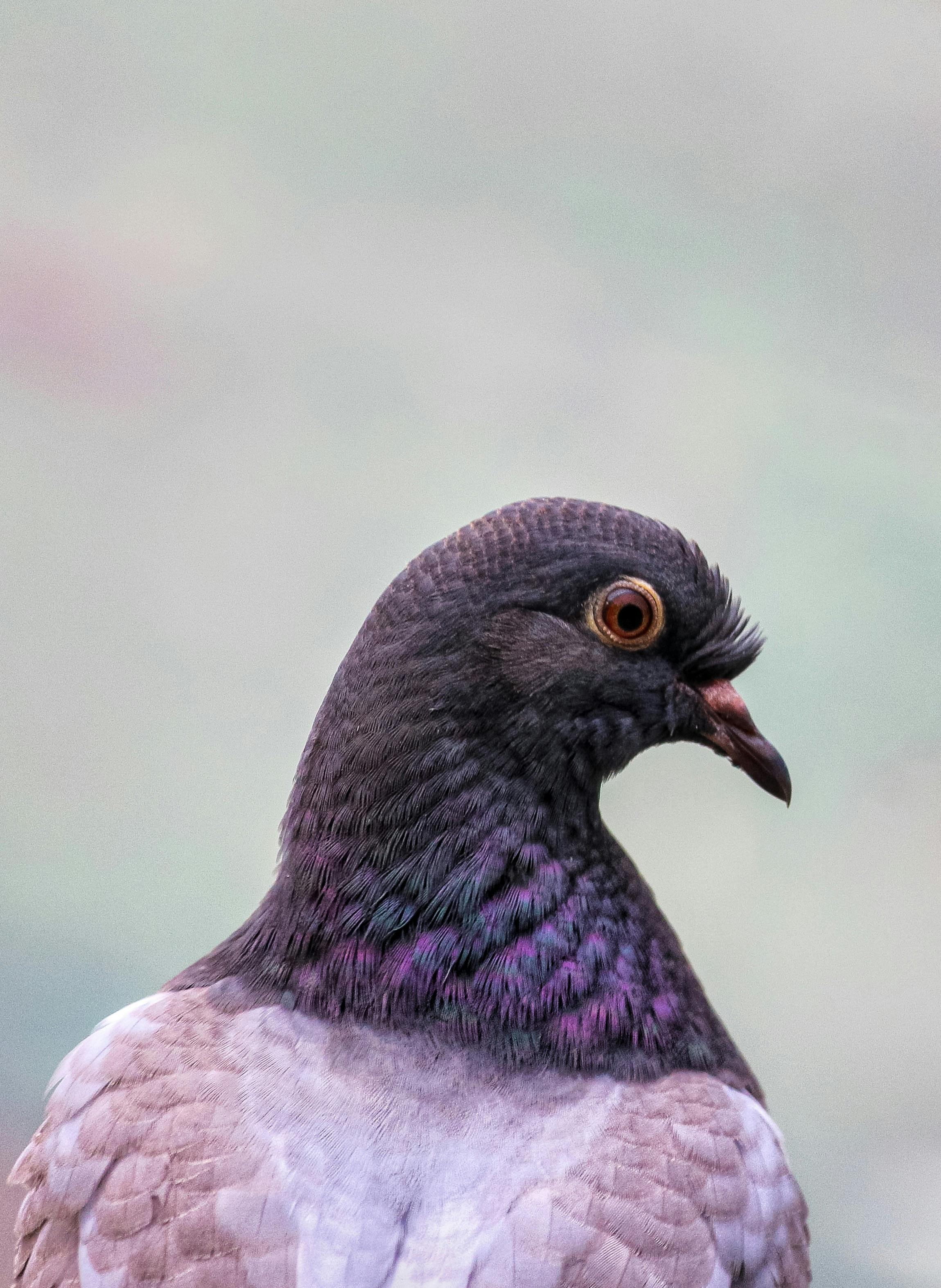 A Close-Up Shot of Pigeons · Free Stock Photo
