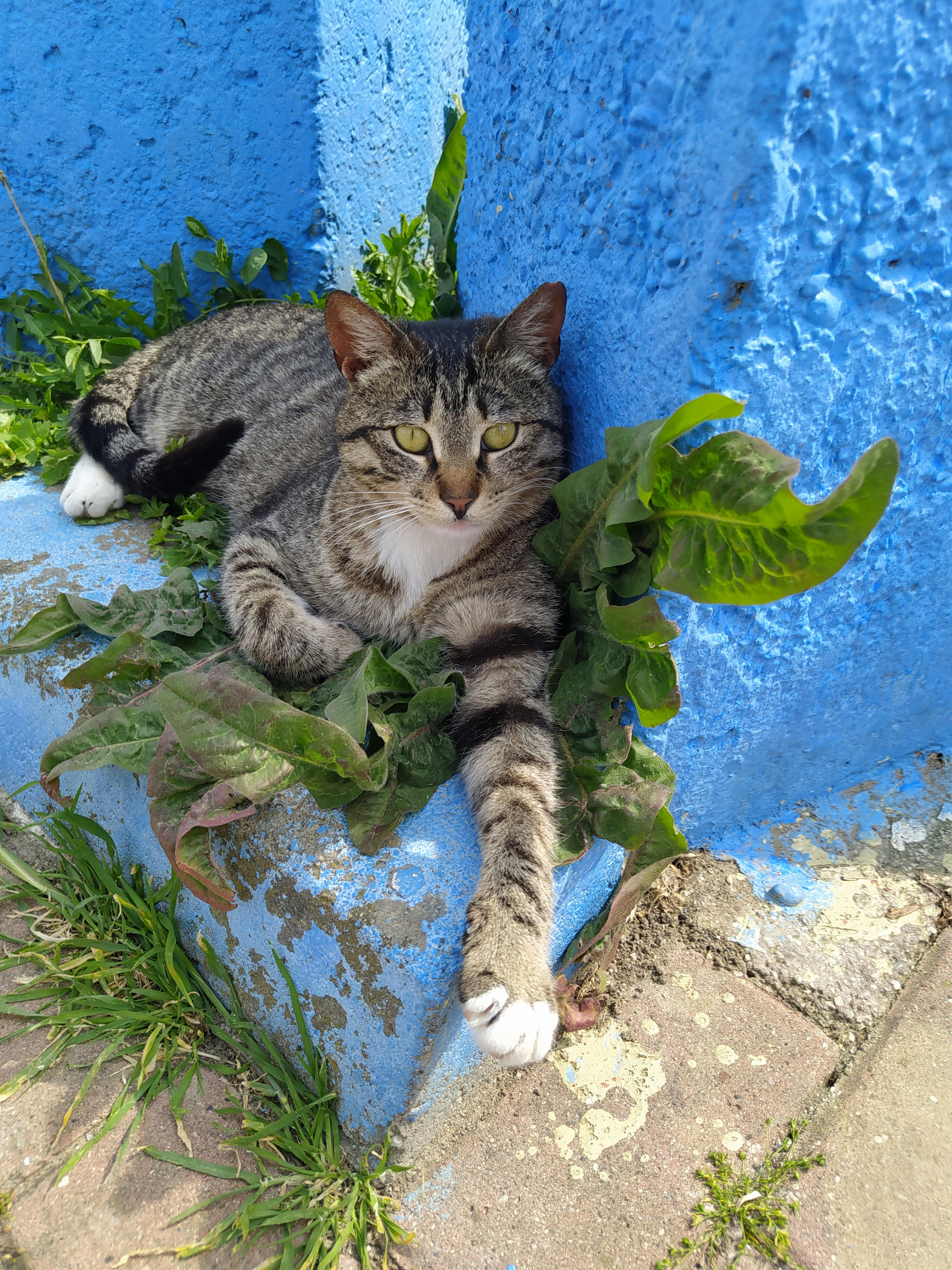 Cute Cat Relaxing · Free Stock Photo