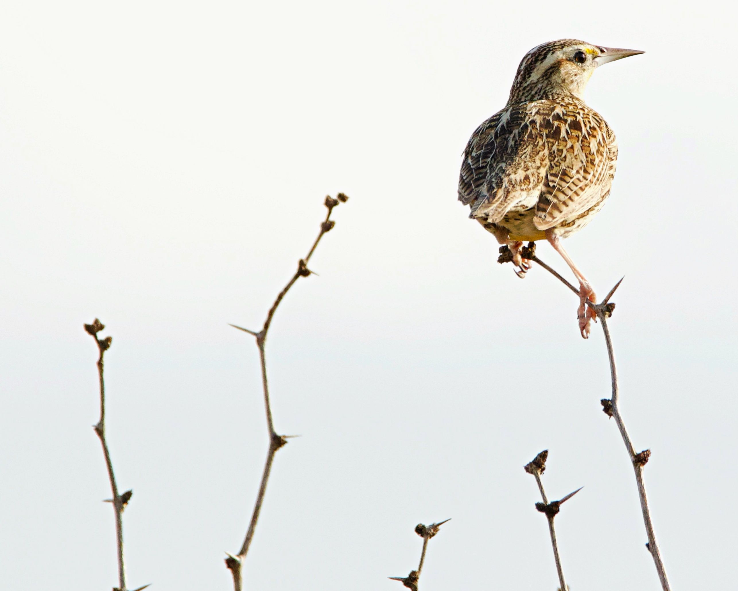 Skov Lark Photos, Download The BEST Free Skov Lark Stock Photos & HD Images