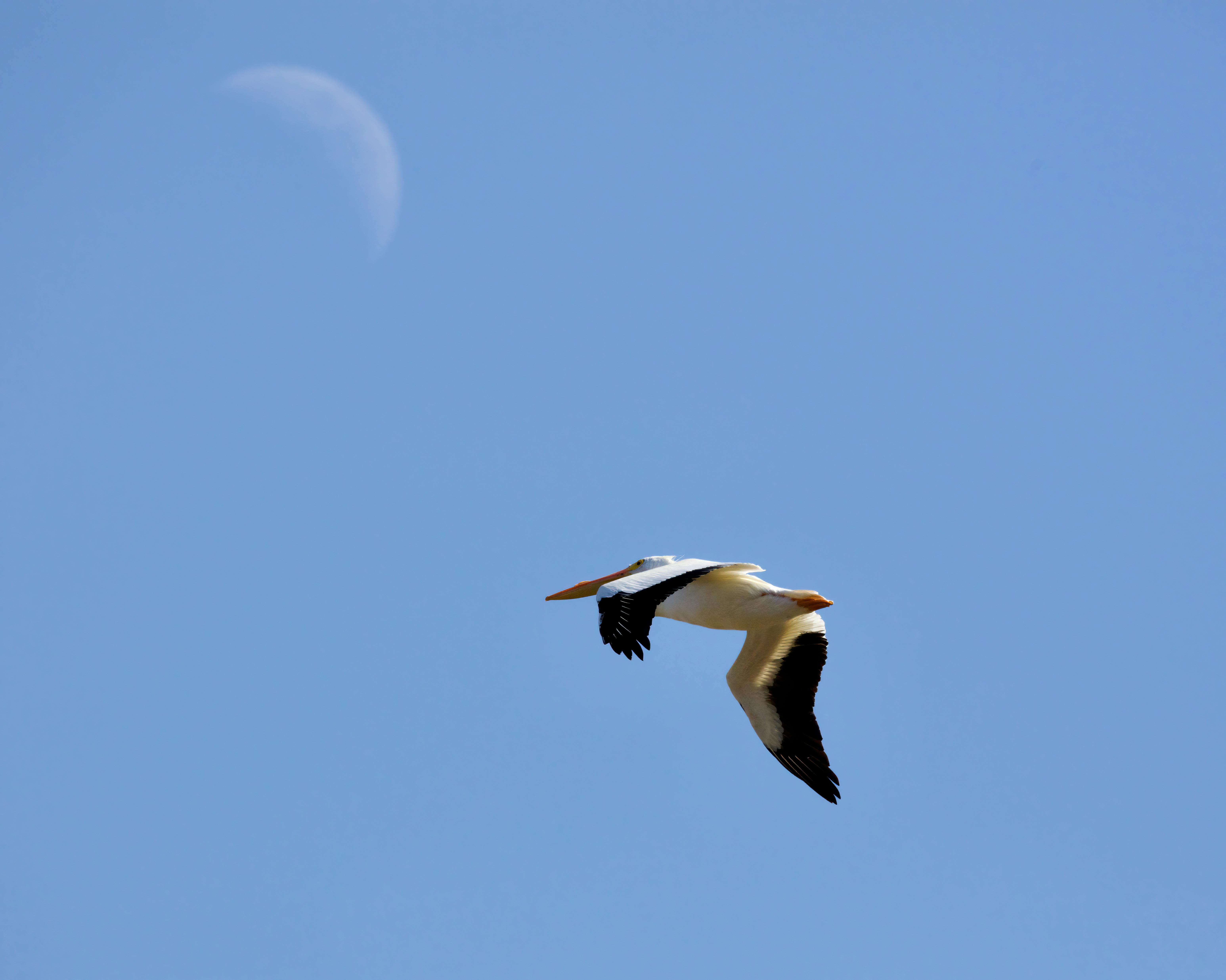 Bird Flying Under Blue Sky · Free Stock Photo