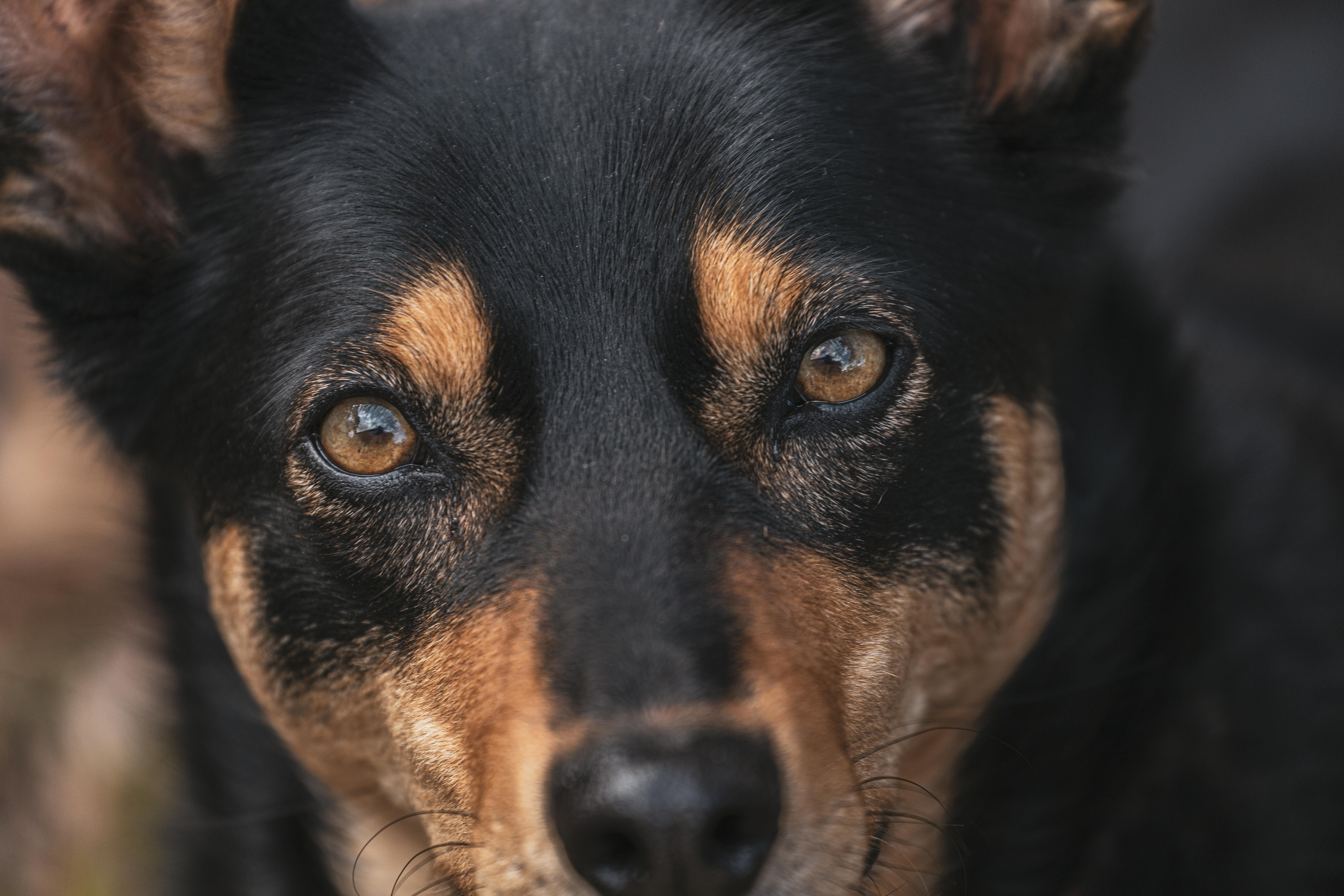 Kelpie Photos, Download The BEST Free Kelpie Stock Photos & HD Images