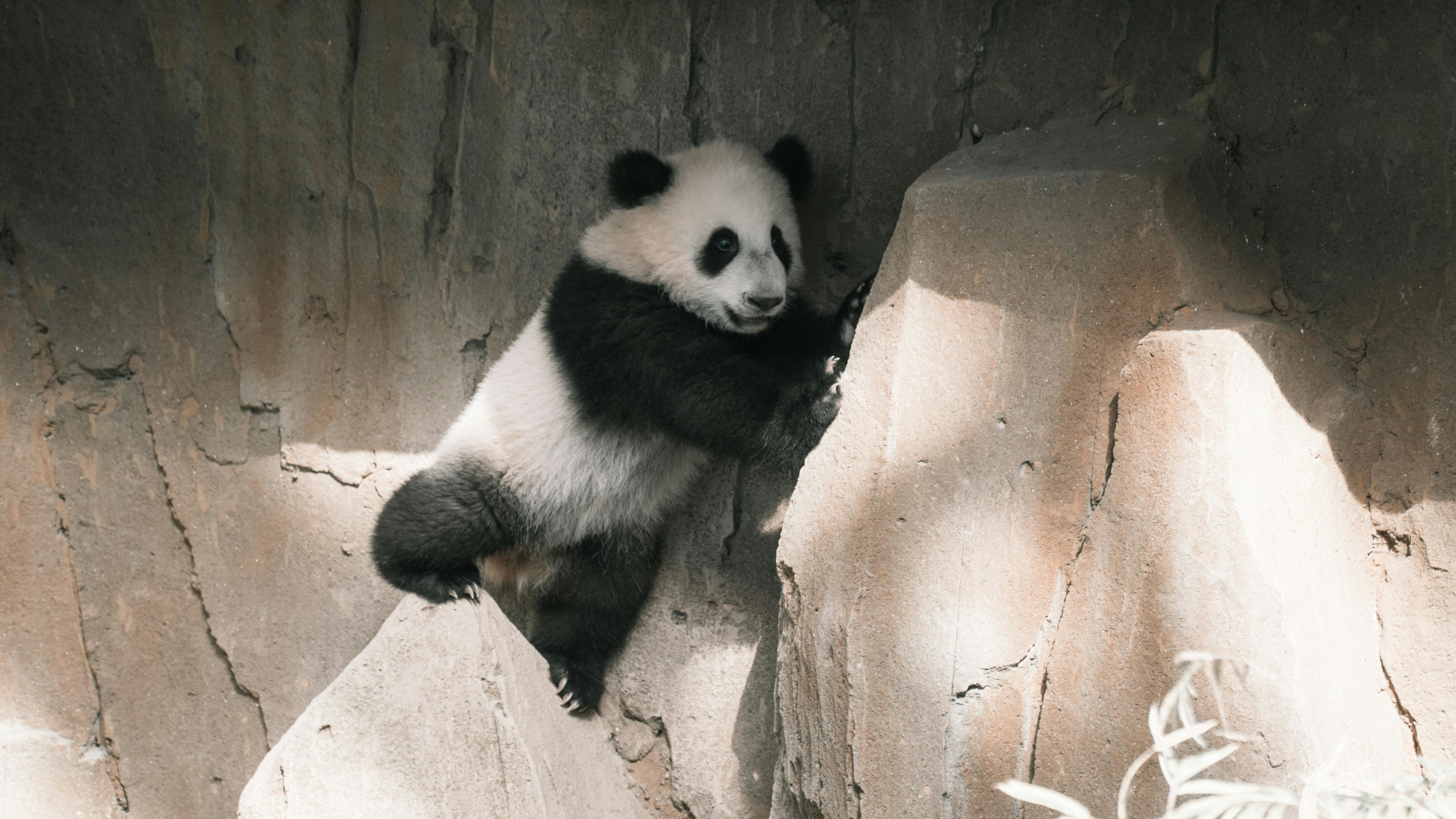 Close-up of a Panda on the Rock · Free Stock Photo