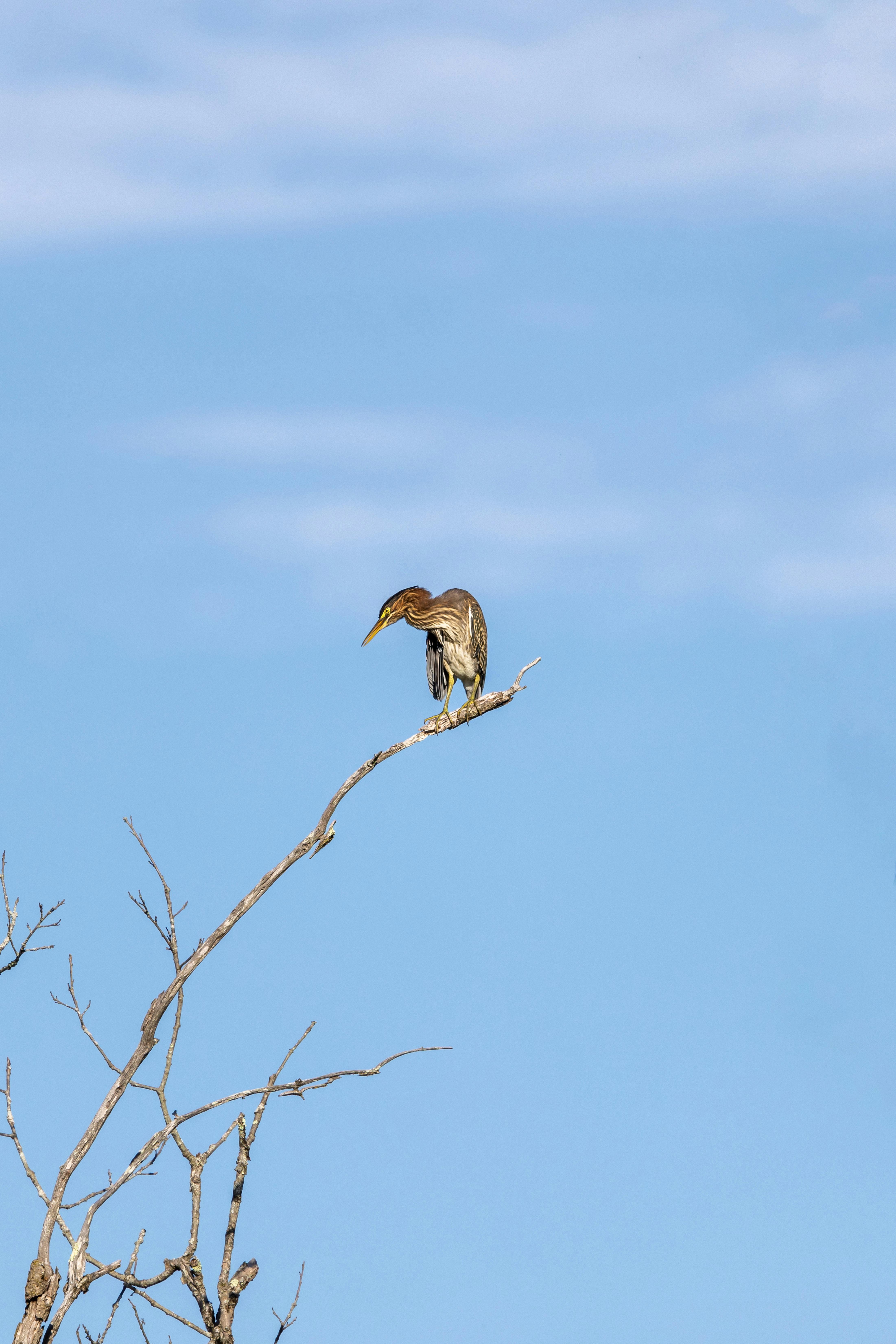 Photo of Birds Perched on a Bare Tree · Free Stock Photo