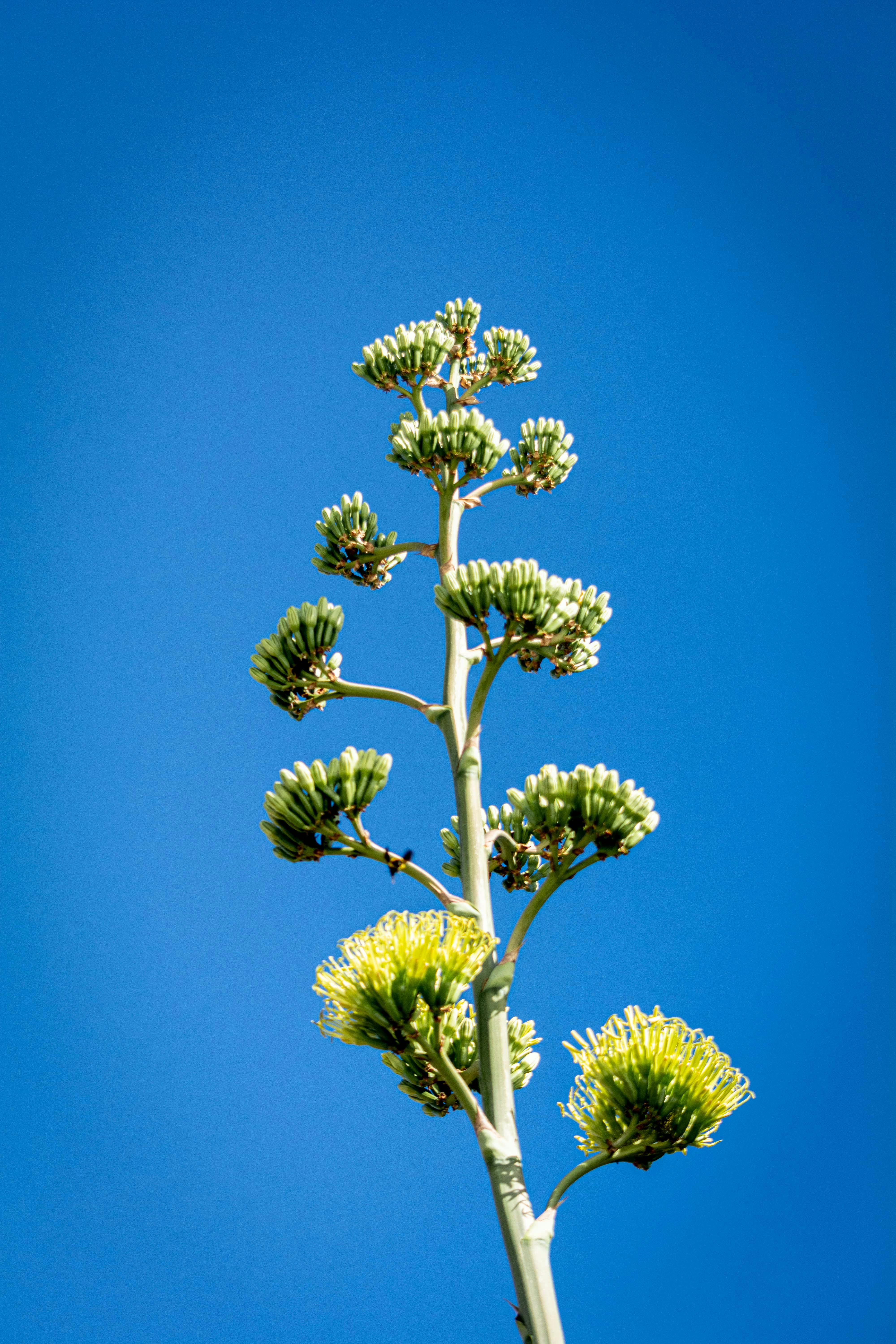 Low Angle View of an Agave Quiote against the Blue Sky · Free Stock Photo