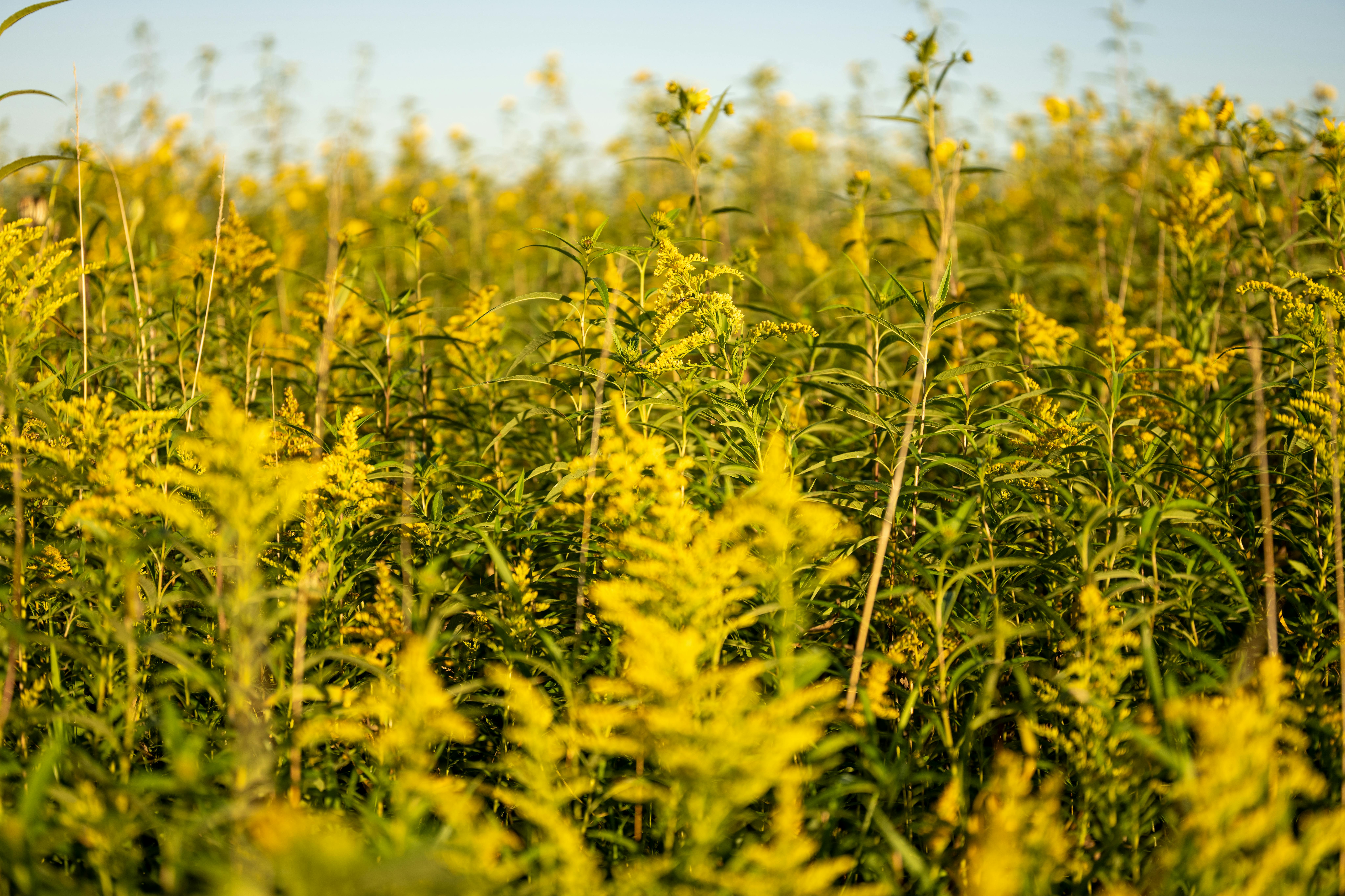 Yellow Flower Field · Free Stock Photo