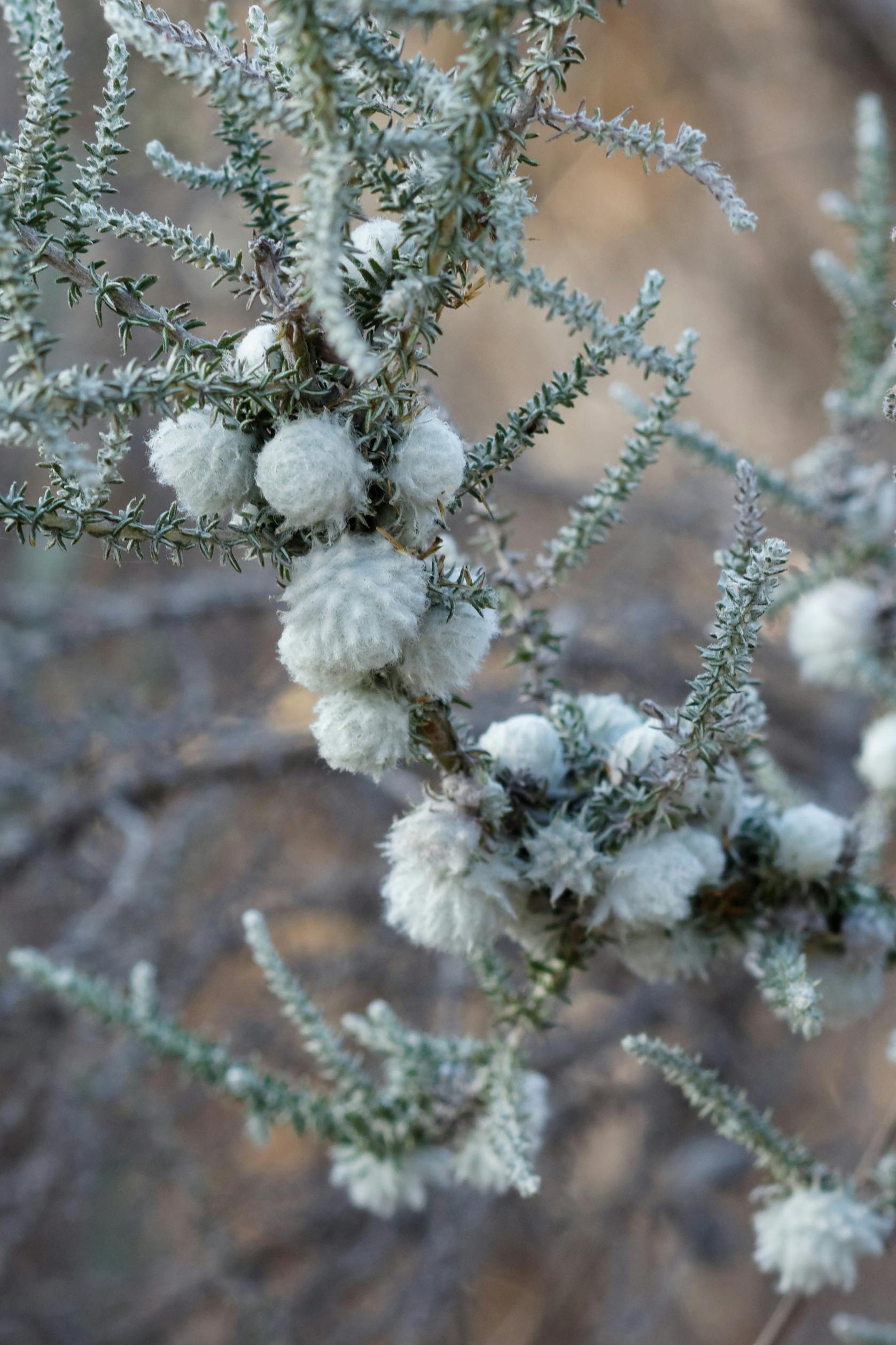 Frozen Balls on Conifer Branch · Free Stock Photo