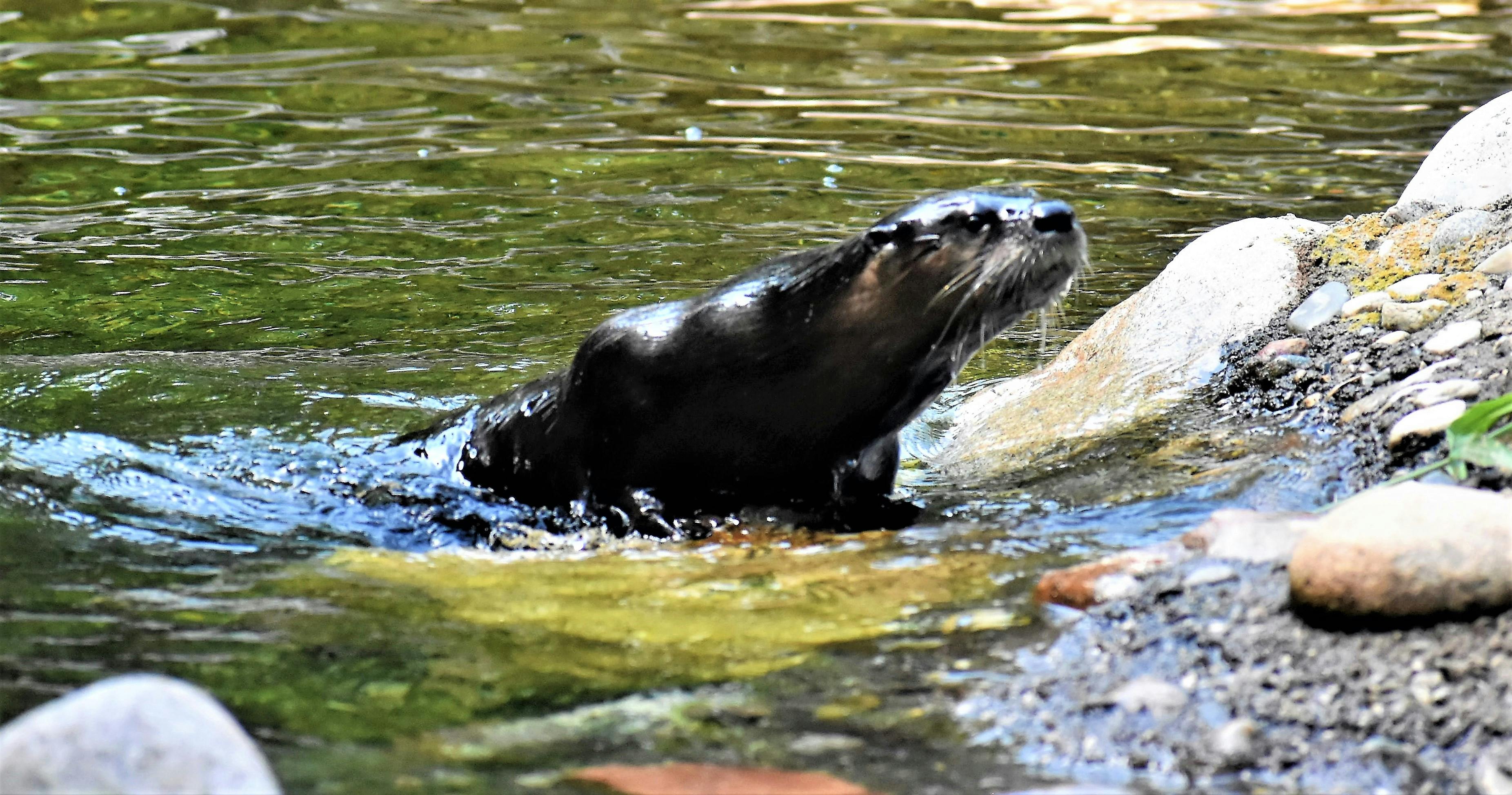 Animals 35 Photos & Videos Collected by Gus Kazi