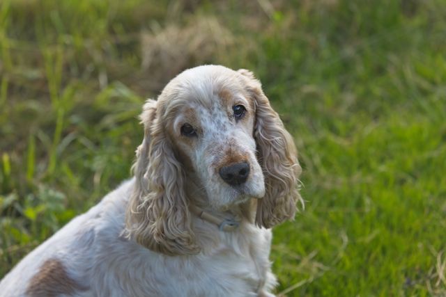 Preventing Eye Problems in Cocker Spaniels: Veterinary Care
