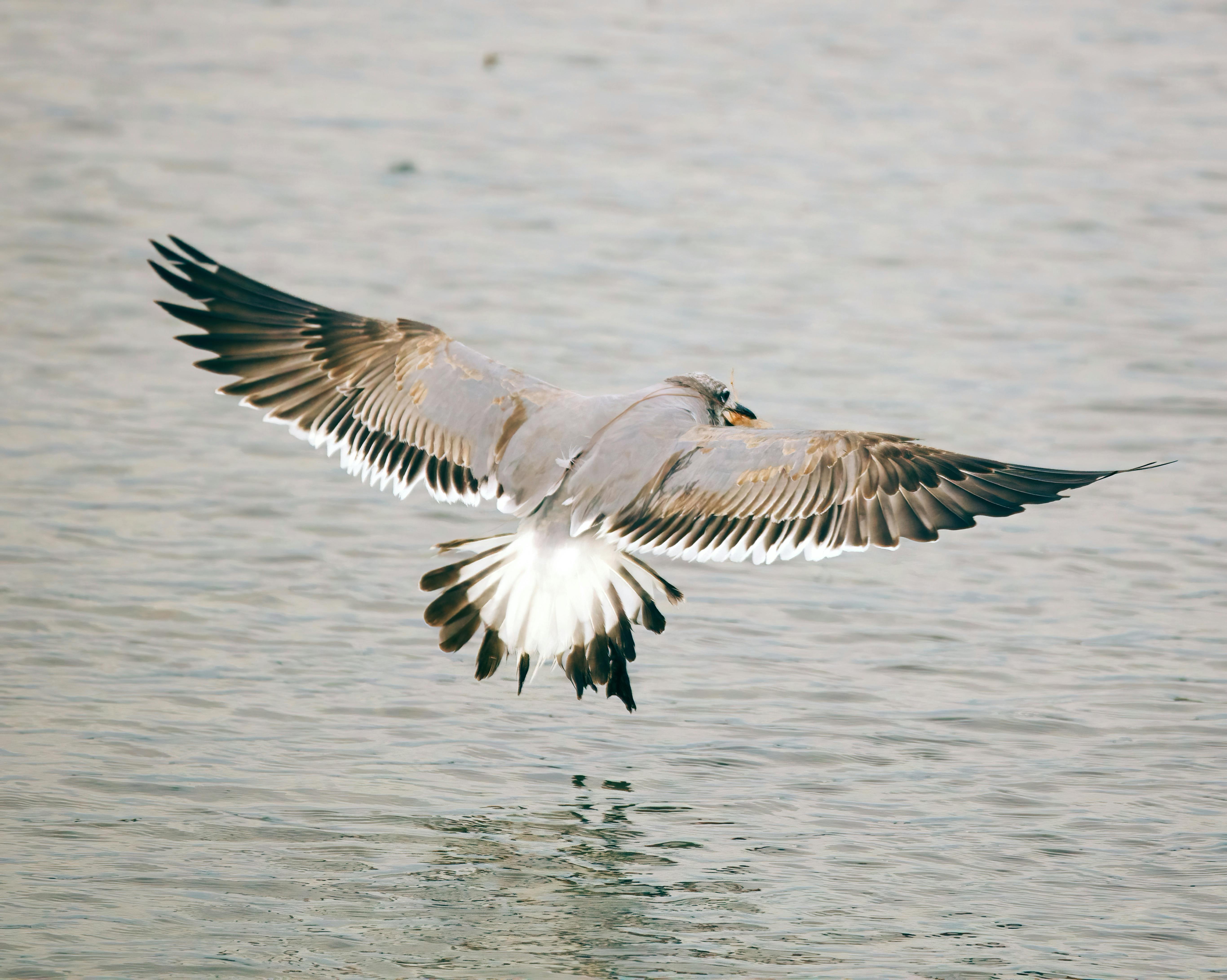 Bird Flying Over the Water · Free Stock Photo