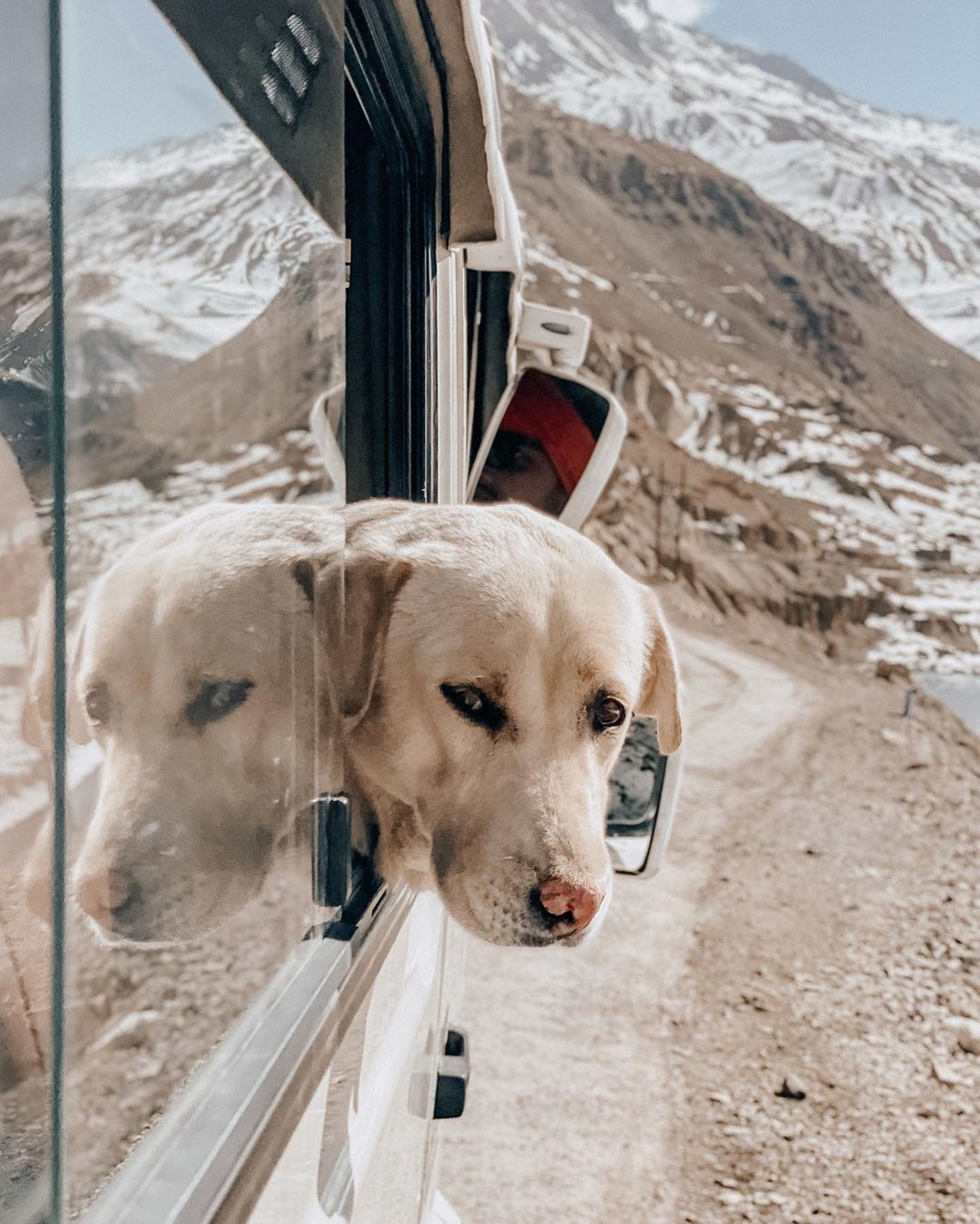 Dog Moving Photos, Download The BEST Free Dog Moving Stock Photos & HD ...