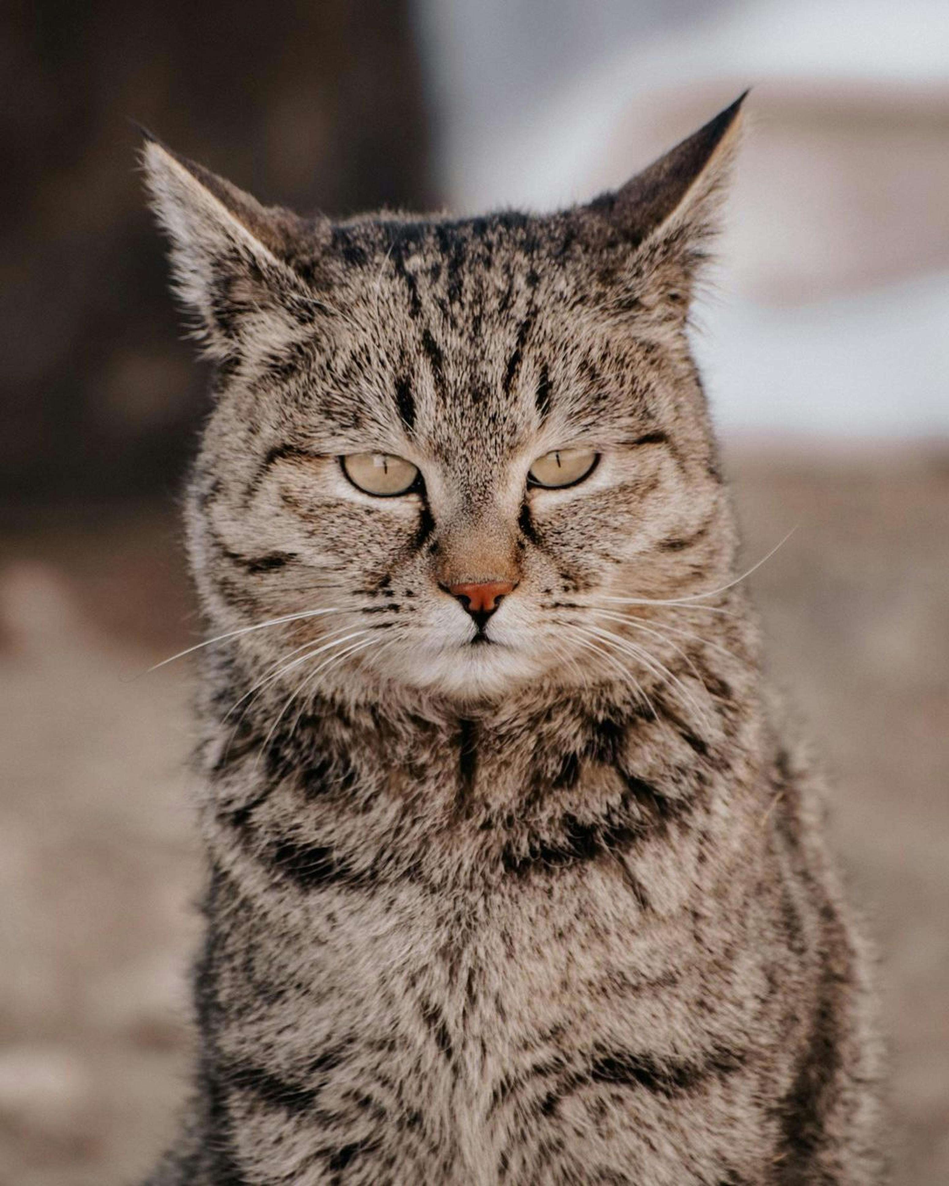 Close-Up Shot of a Tabby Cat · Free Stock Photo
