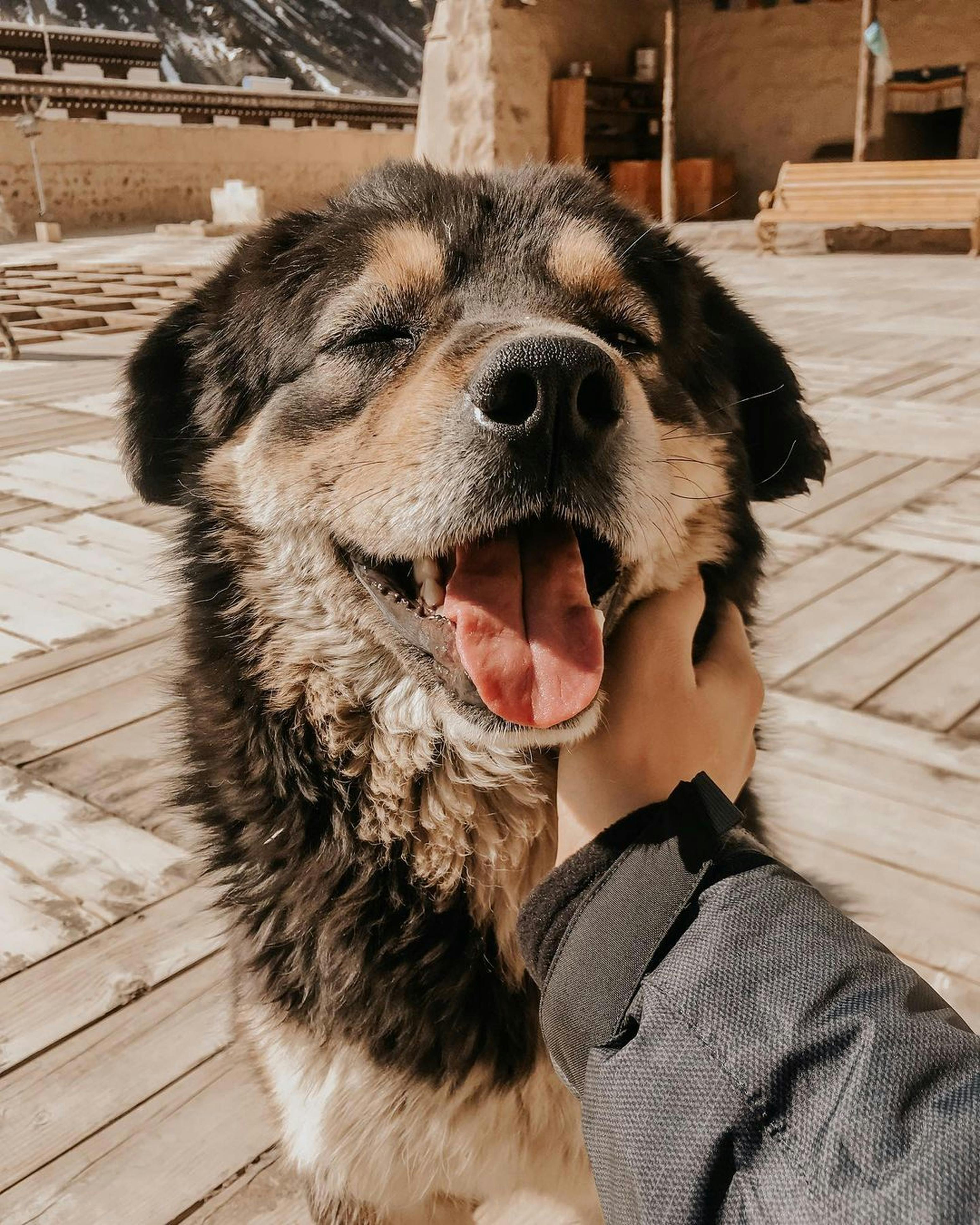 A Hand Touching the Face of Rottweiler Dog · Free Stock Photo