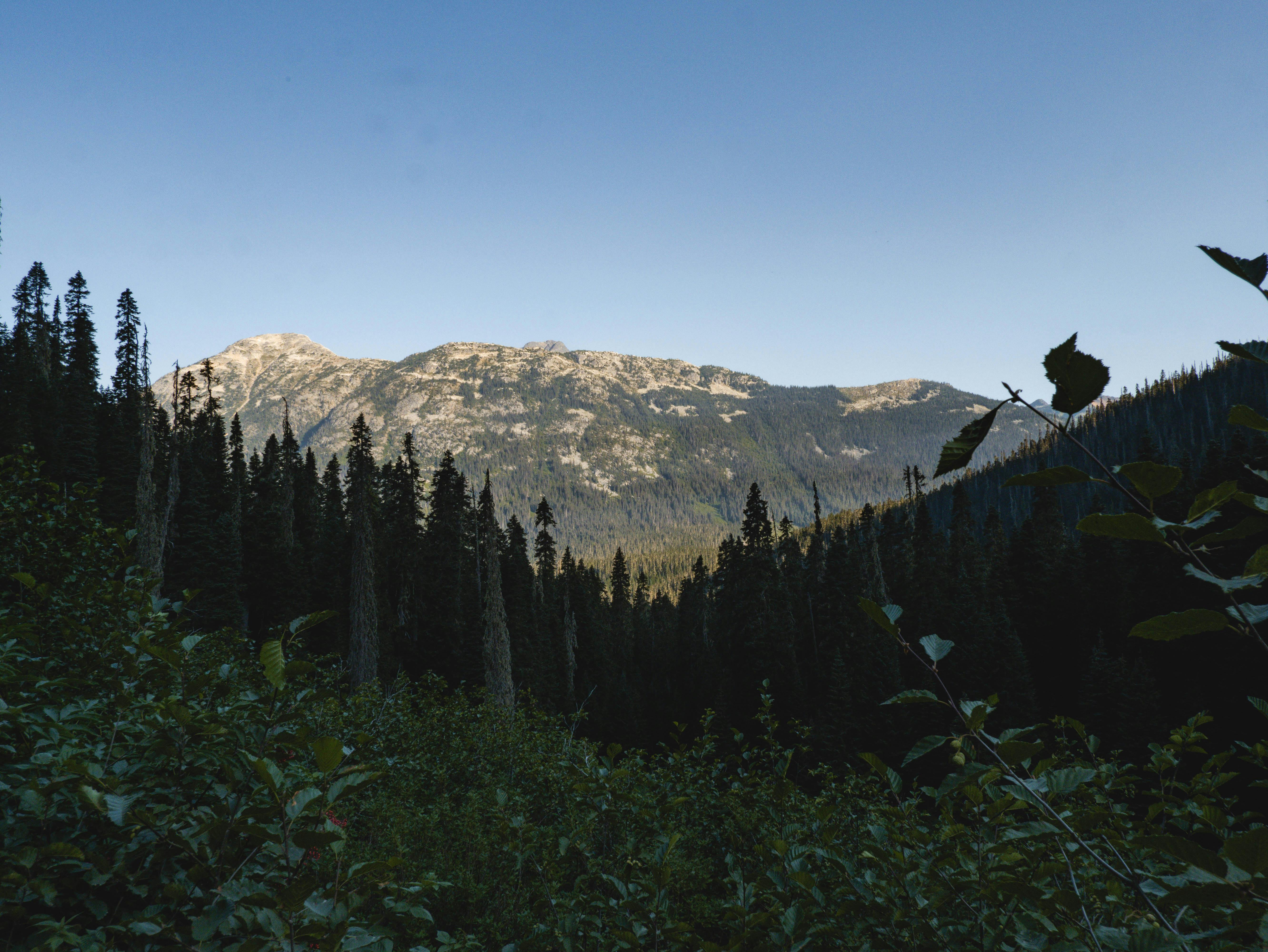 Green Evergreen Trees in the Forest · Free Stock Photo