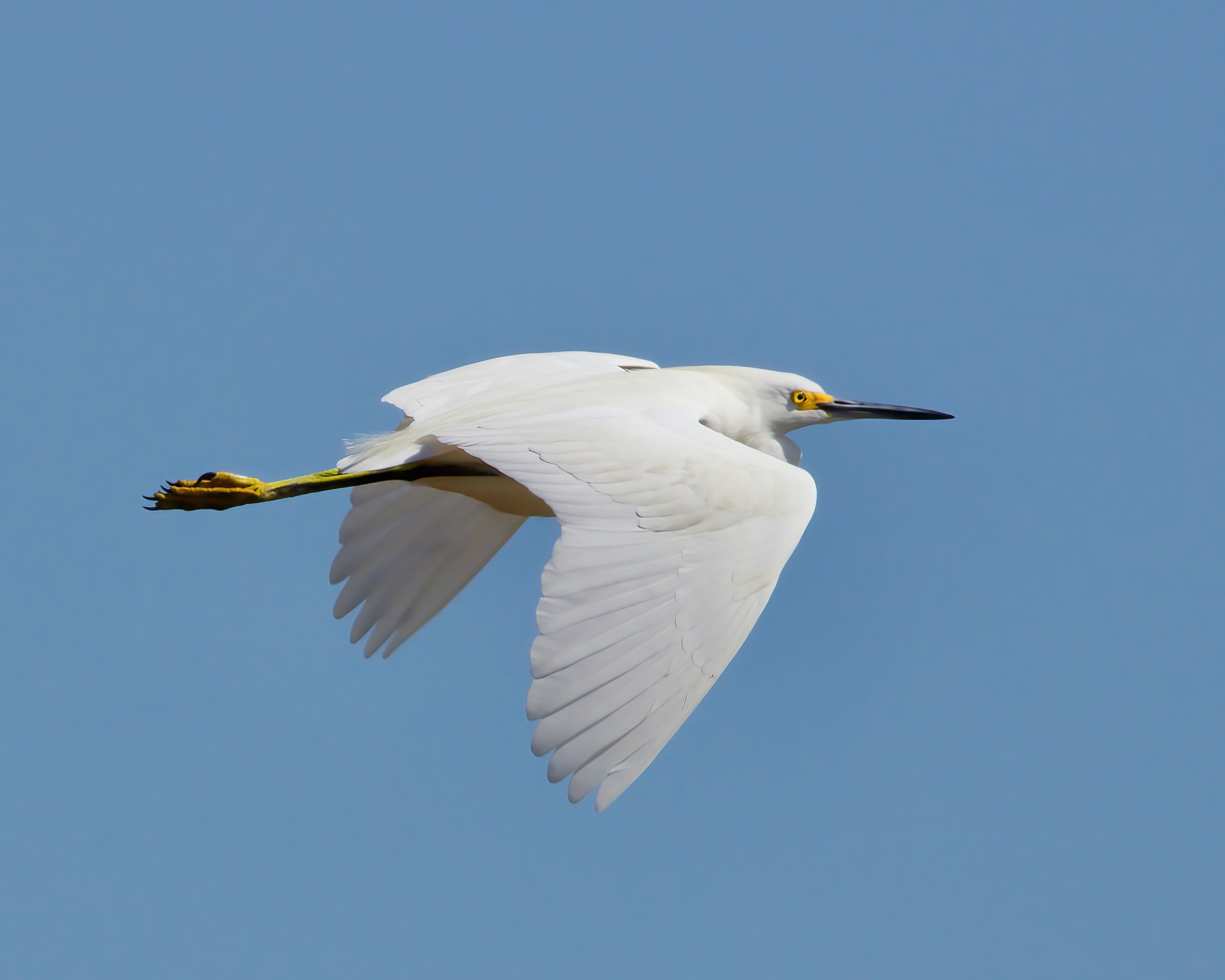 White Bird Flying on Clear Blue Sky · Free Stock Photo