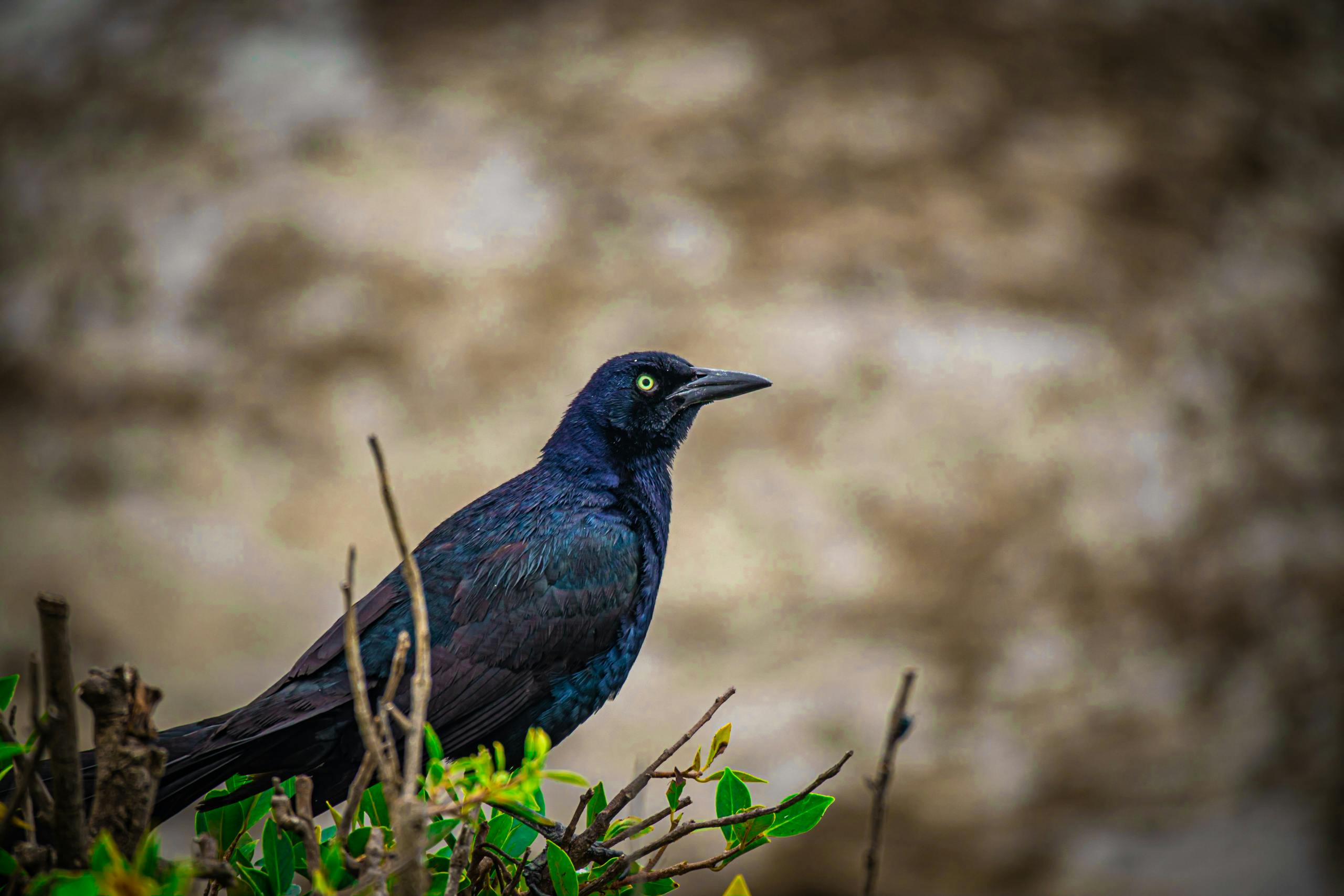 Leonardo Joya Arana - Fotografía
