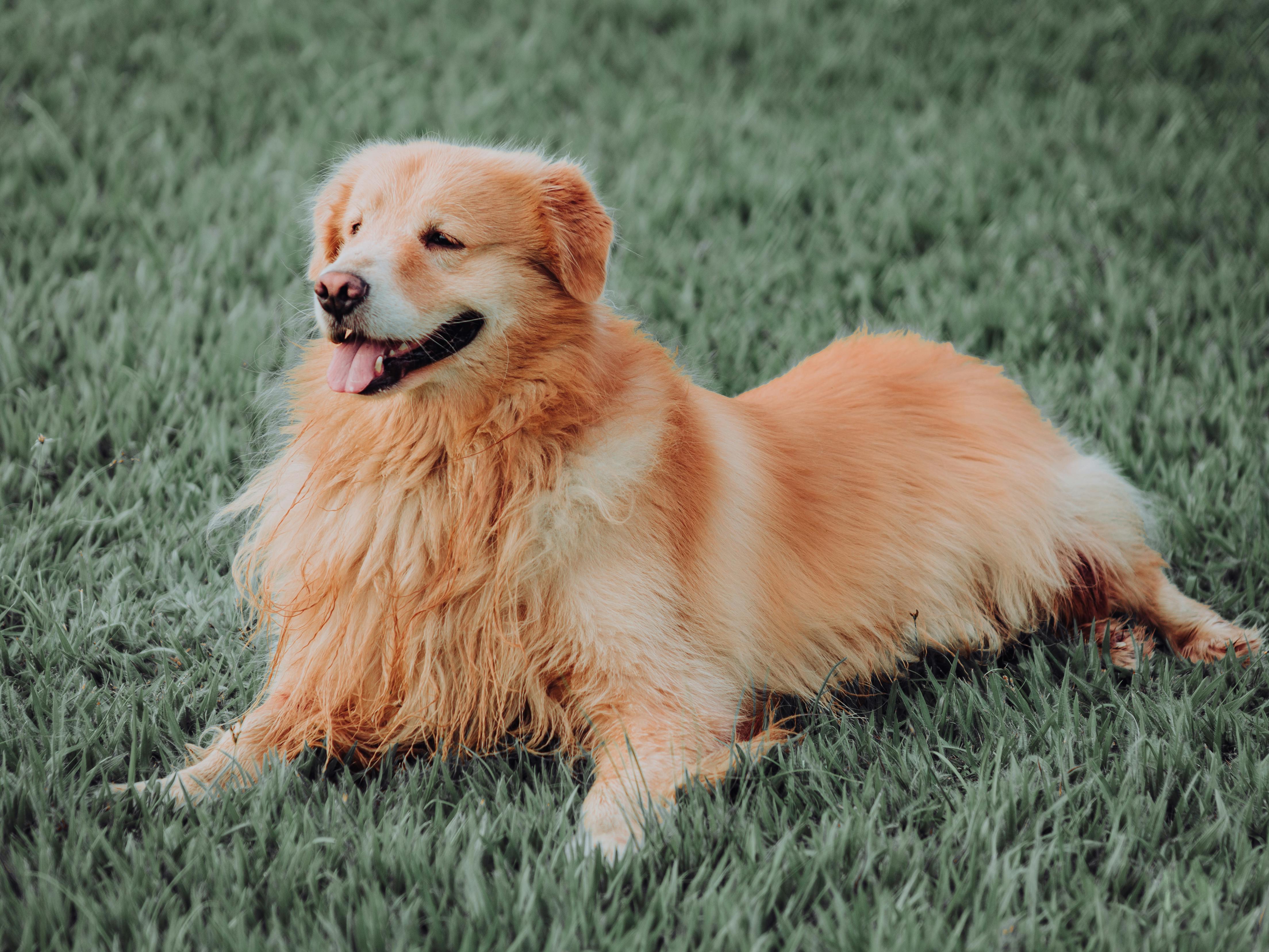 Portrait of Dog Sitting on Grass · Free Stock Photo