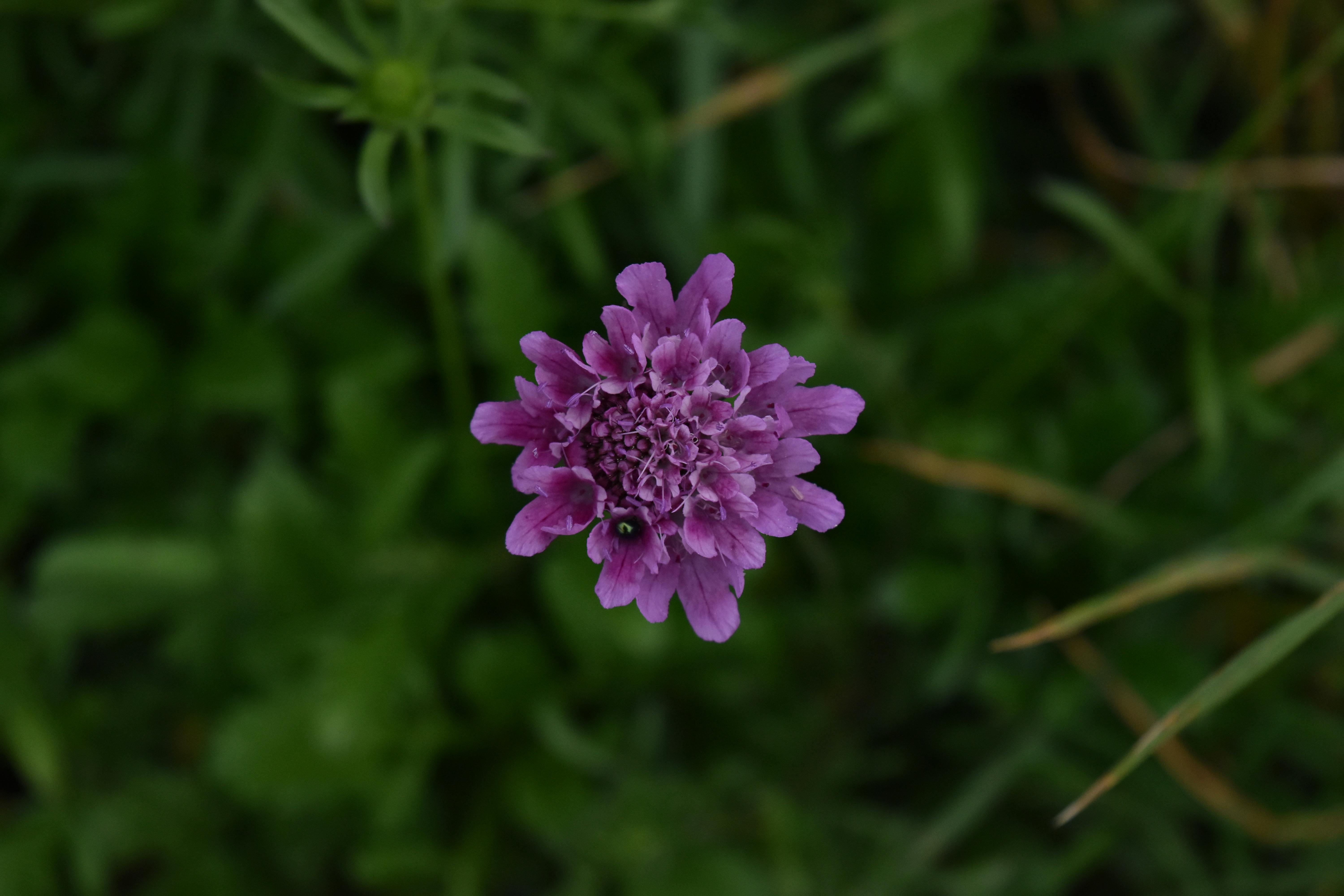 Pink Flower in Tilt Shift Lens · Free Stock Photo