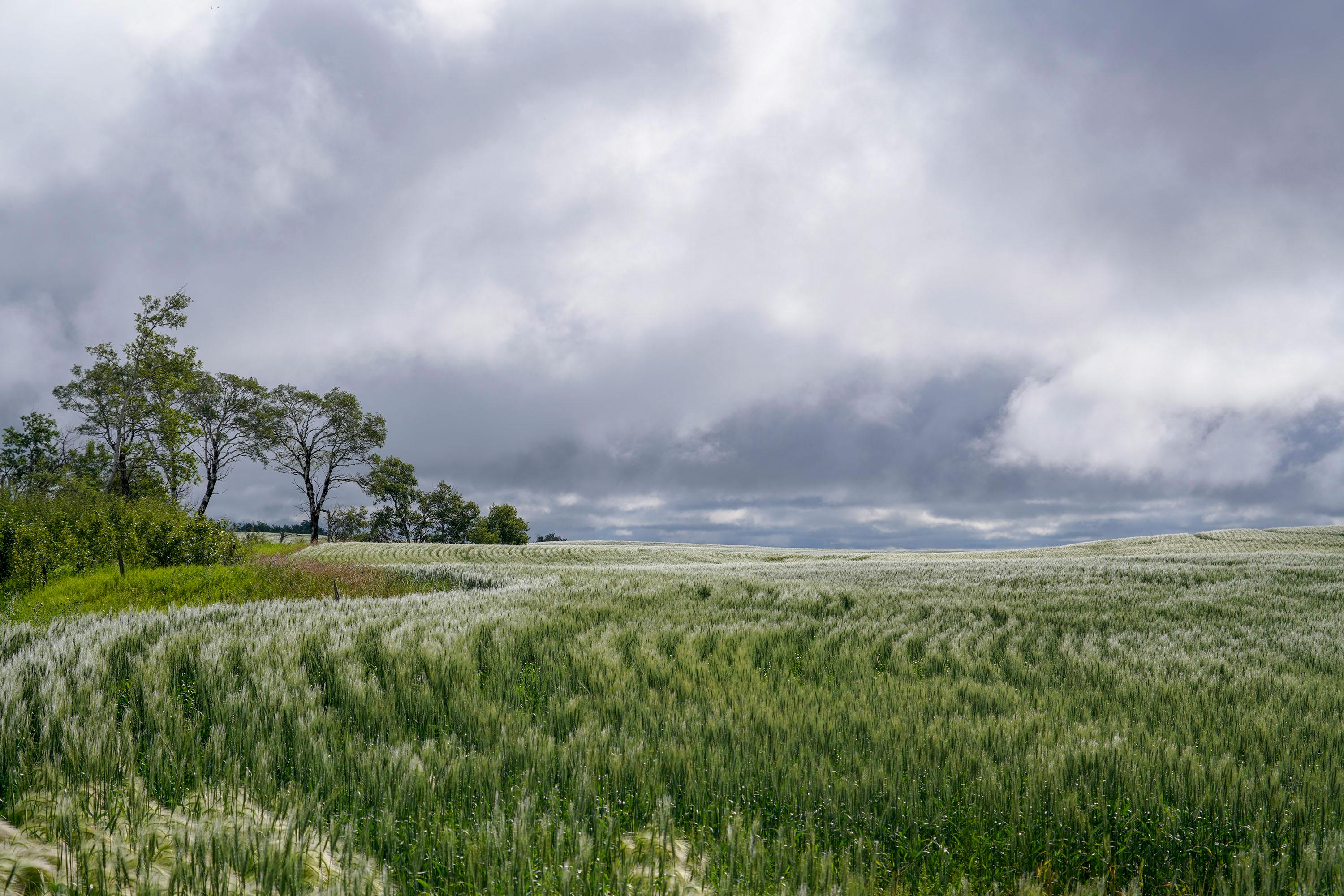 Green Leafed Tree Beside Open Field · Free Stock Photo