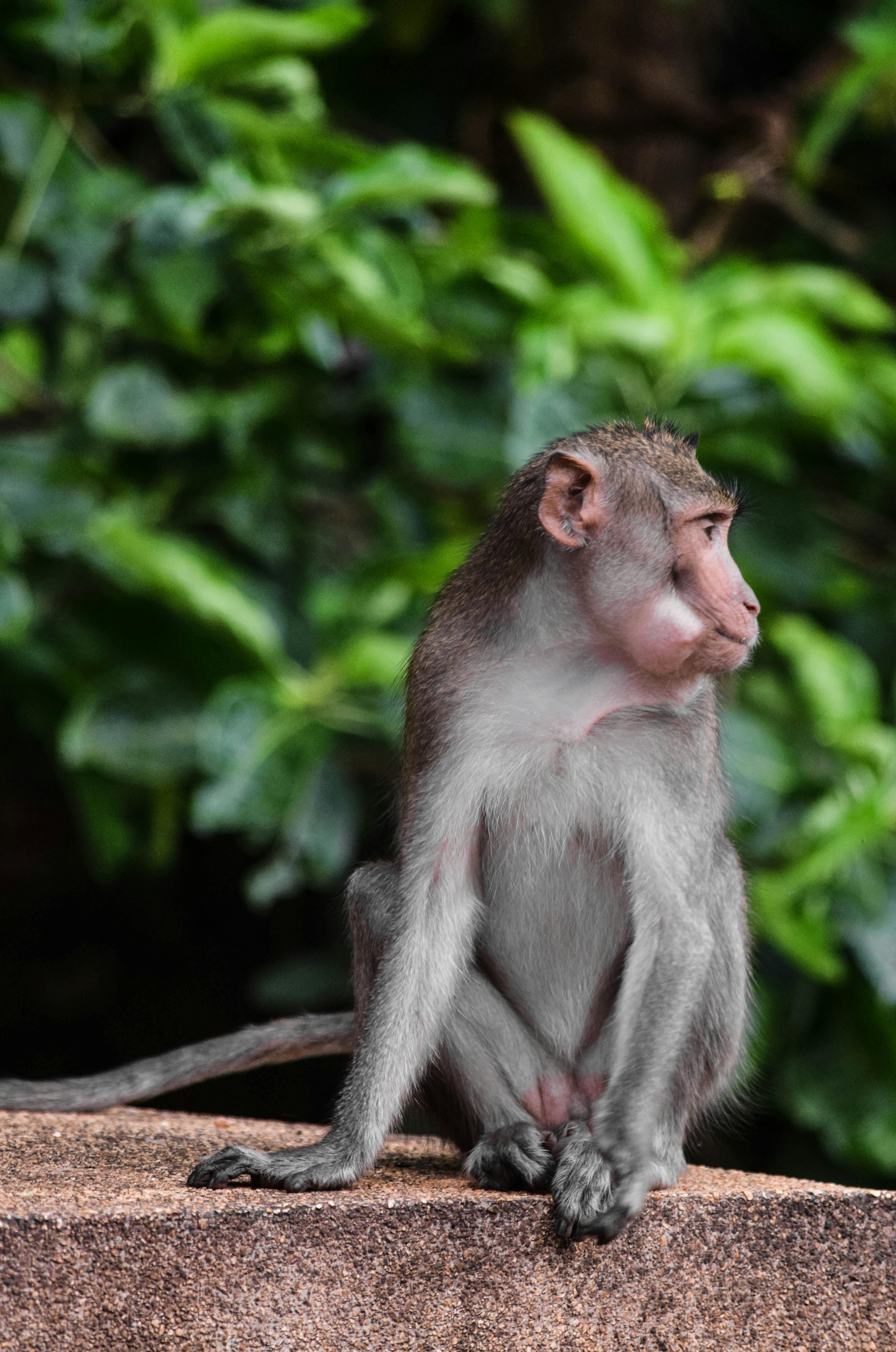 Brown Monkey on Green Grass during Daytime · Free Stock Photo